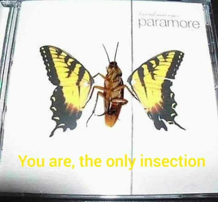 Brand New Roach 🦋 | Scrolller