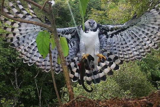 Brazilian Harpy Eagle holding a snack. | Scrolller