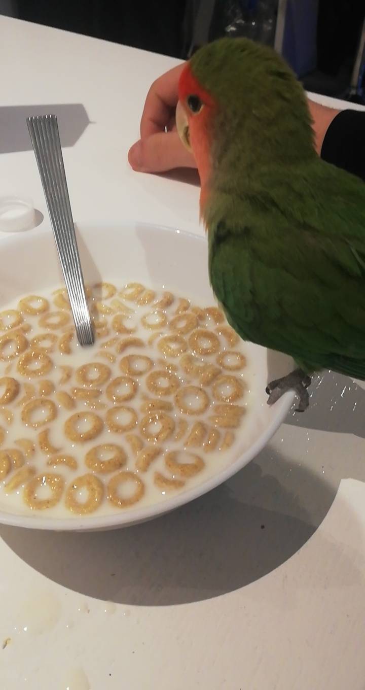 Breakfast birb | Scrolller