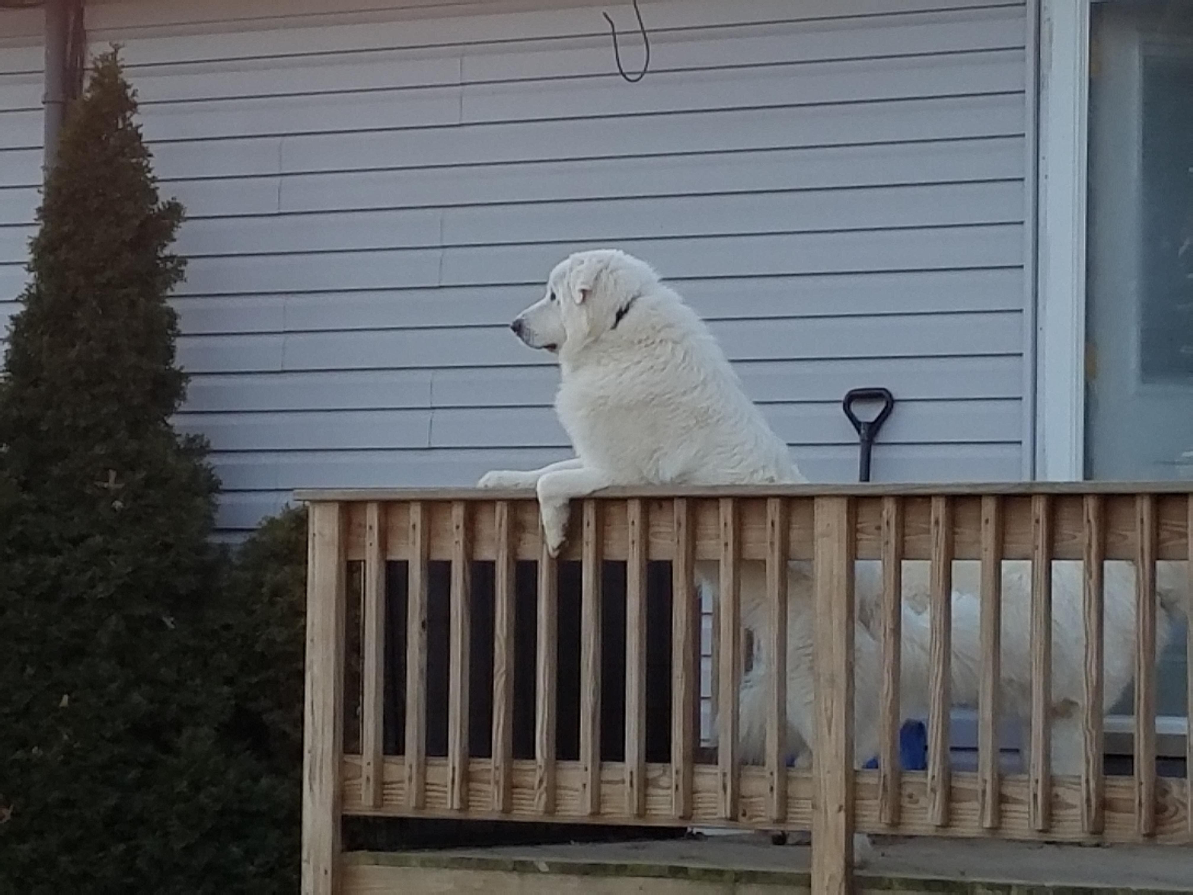 Brinks chilling on the deck. | Scrolller