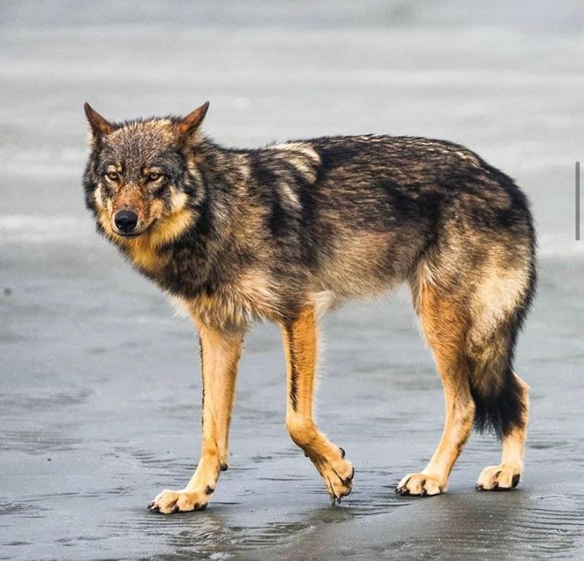 British Columbian Wolf | Scrolller