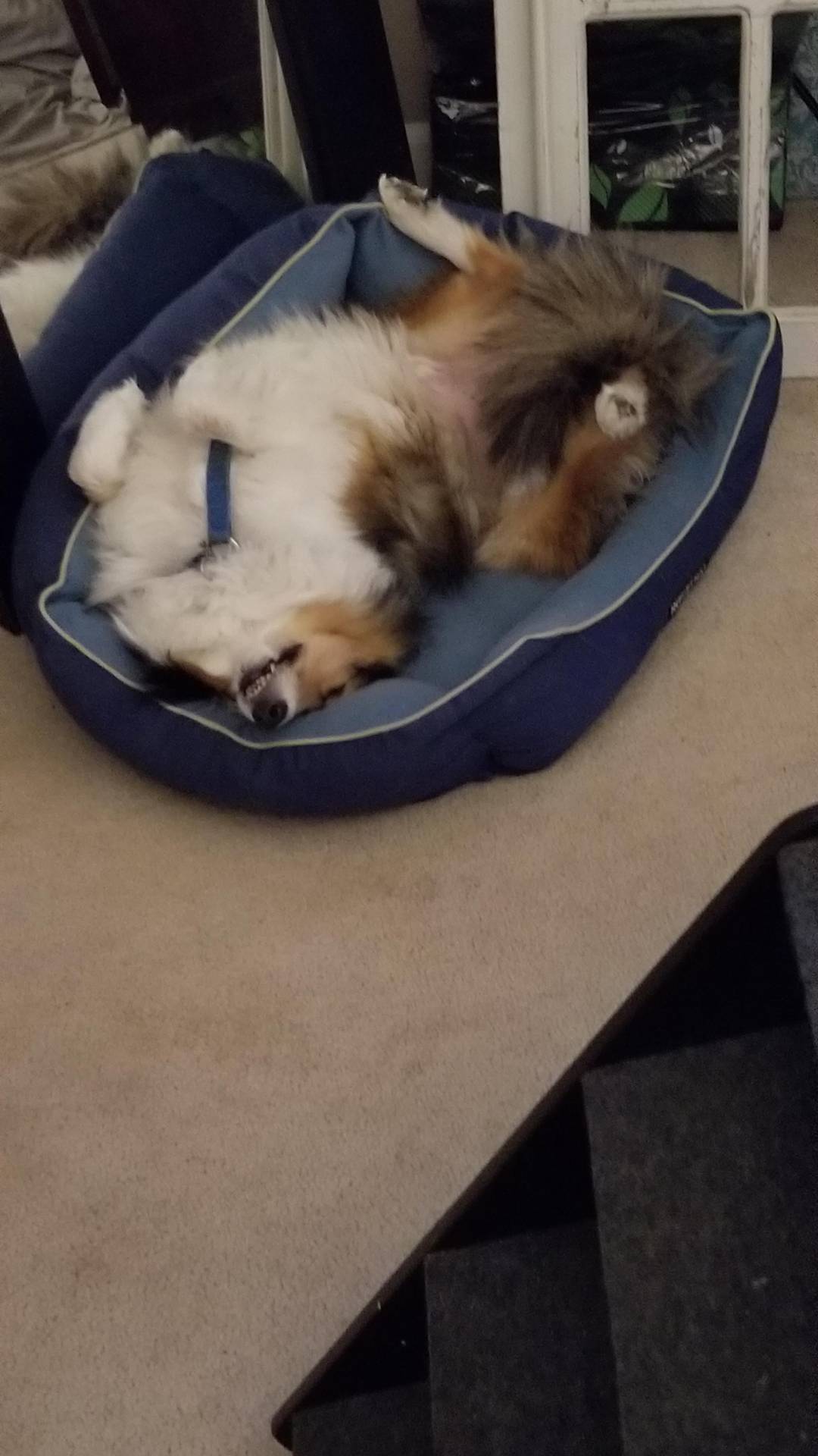 Brody likes to nap in unusual positions | Scrolller