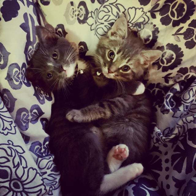 Brother and sister | Scrolller