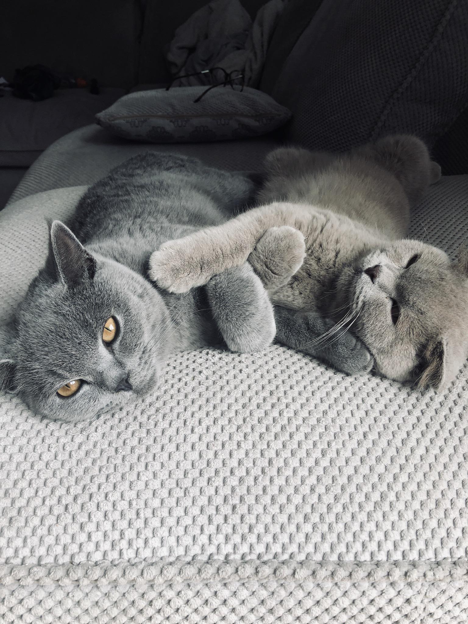 Brother and sister cat napping 😴 | Scrolller