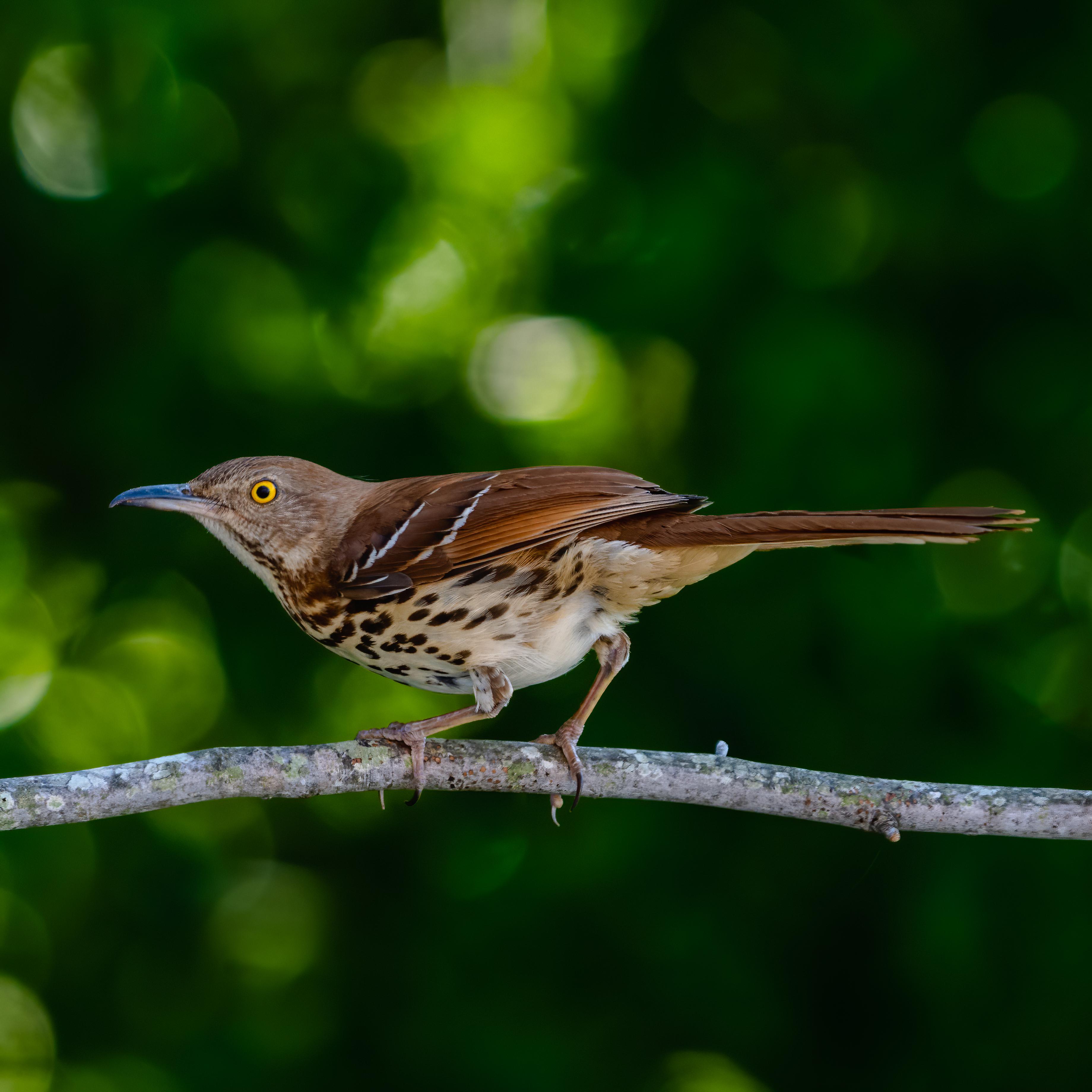 Brown Thrasher | Scrolller