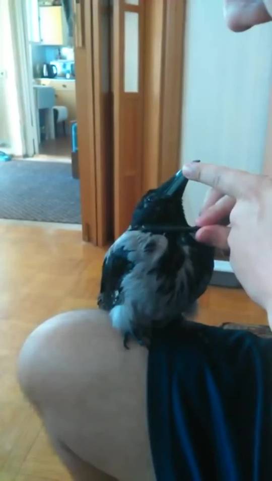 brushing your crow | Scrolller