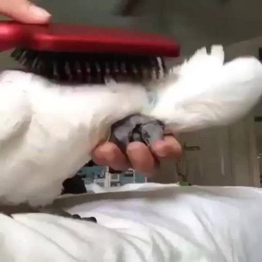 Brushy bliss | Scrolller