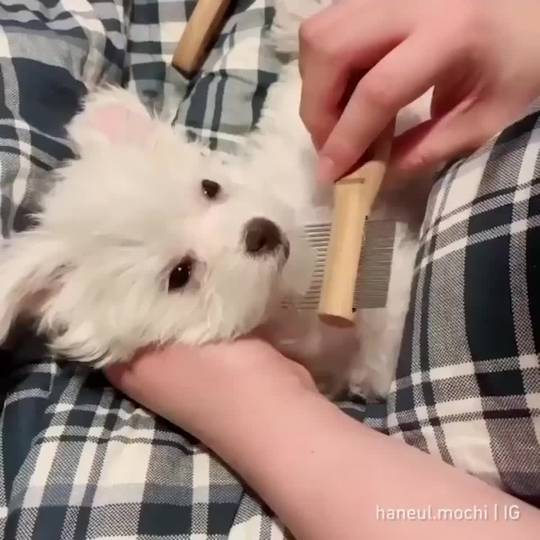 Brushy brushy makes me sleepy | Scrolller