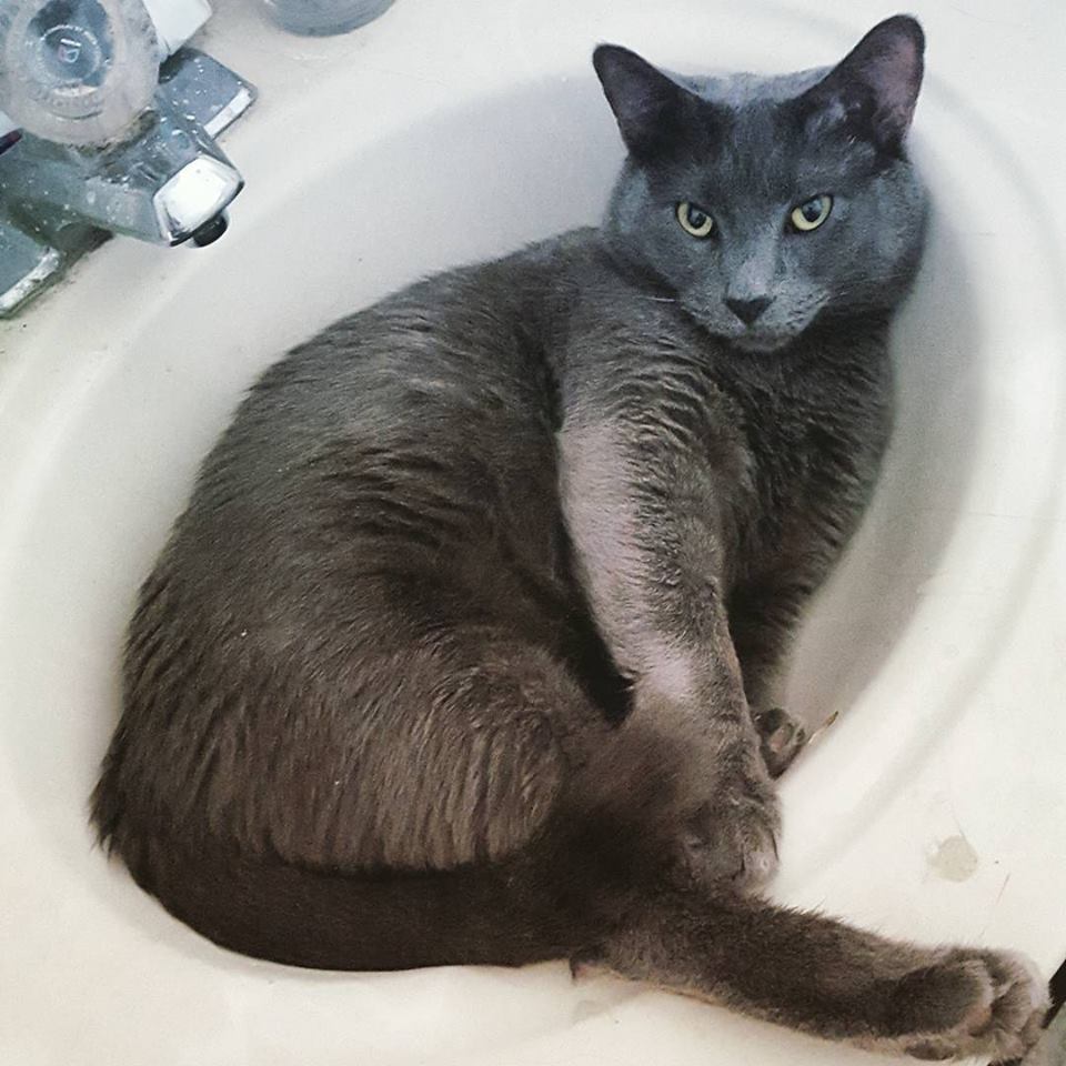 Bubbles in his element | Scrolller