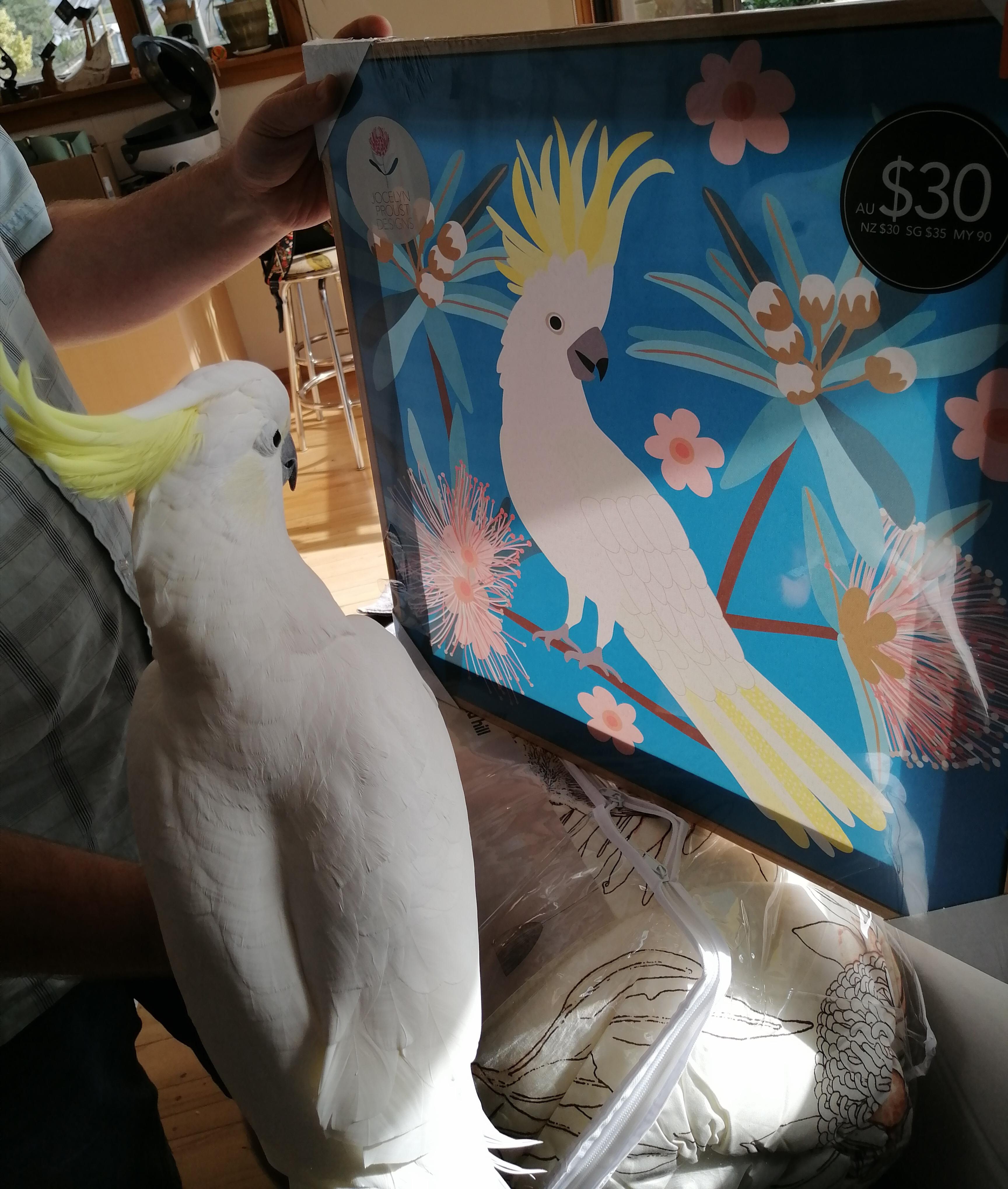 Bucky isn't sure about our new purchase | Scrolller