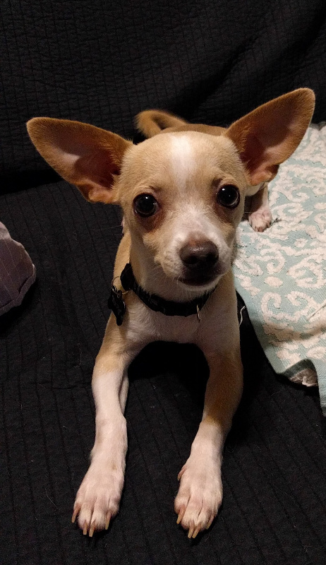 Buddy aka "War Pig" | Scrolller