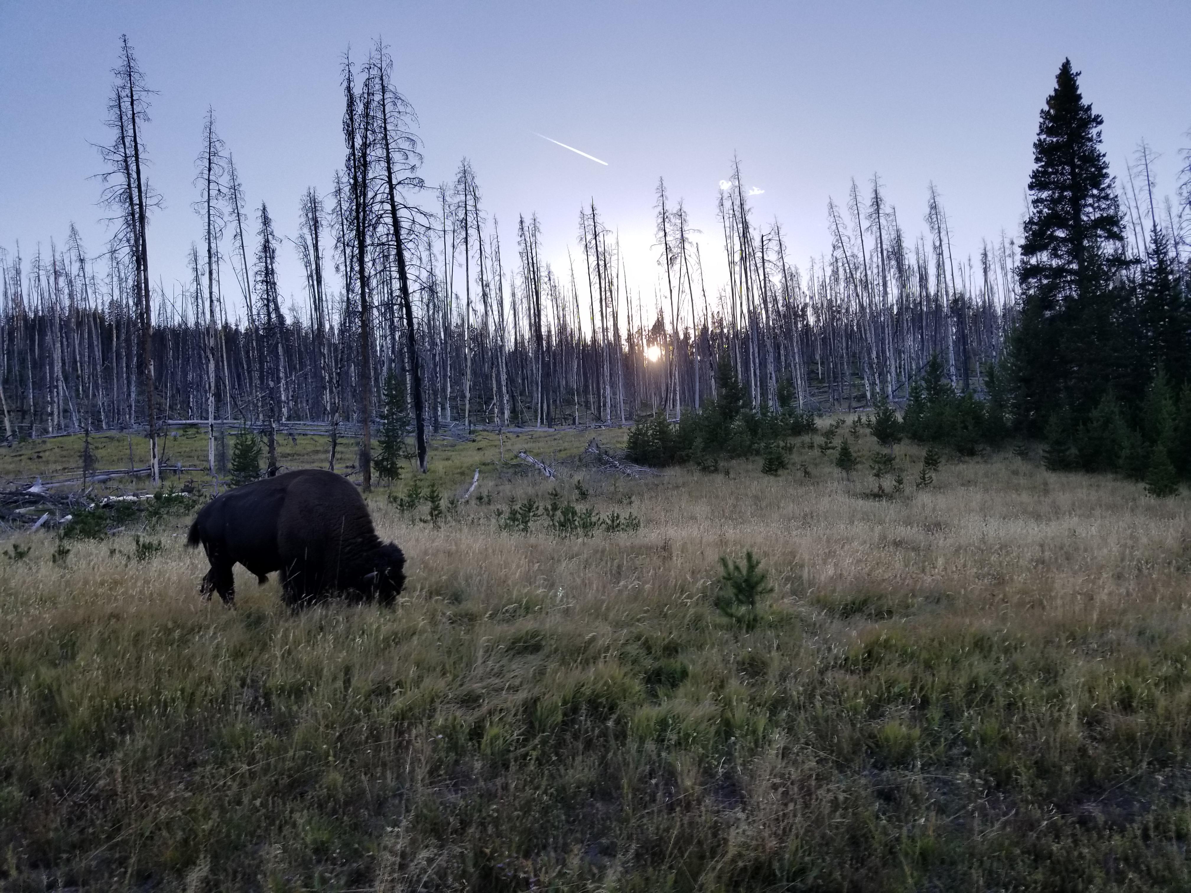 Buffalo at sunset in Yellowstone. | Scrolller