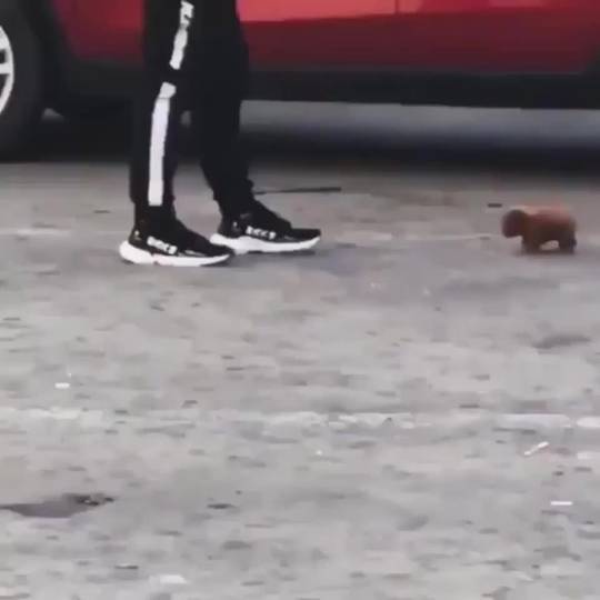 Buffalo attack | Scrolller