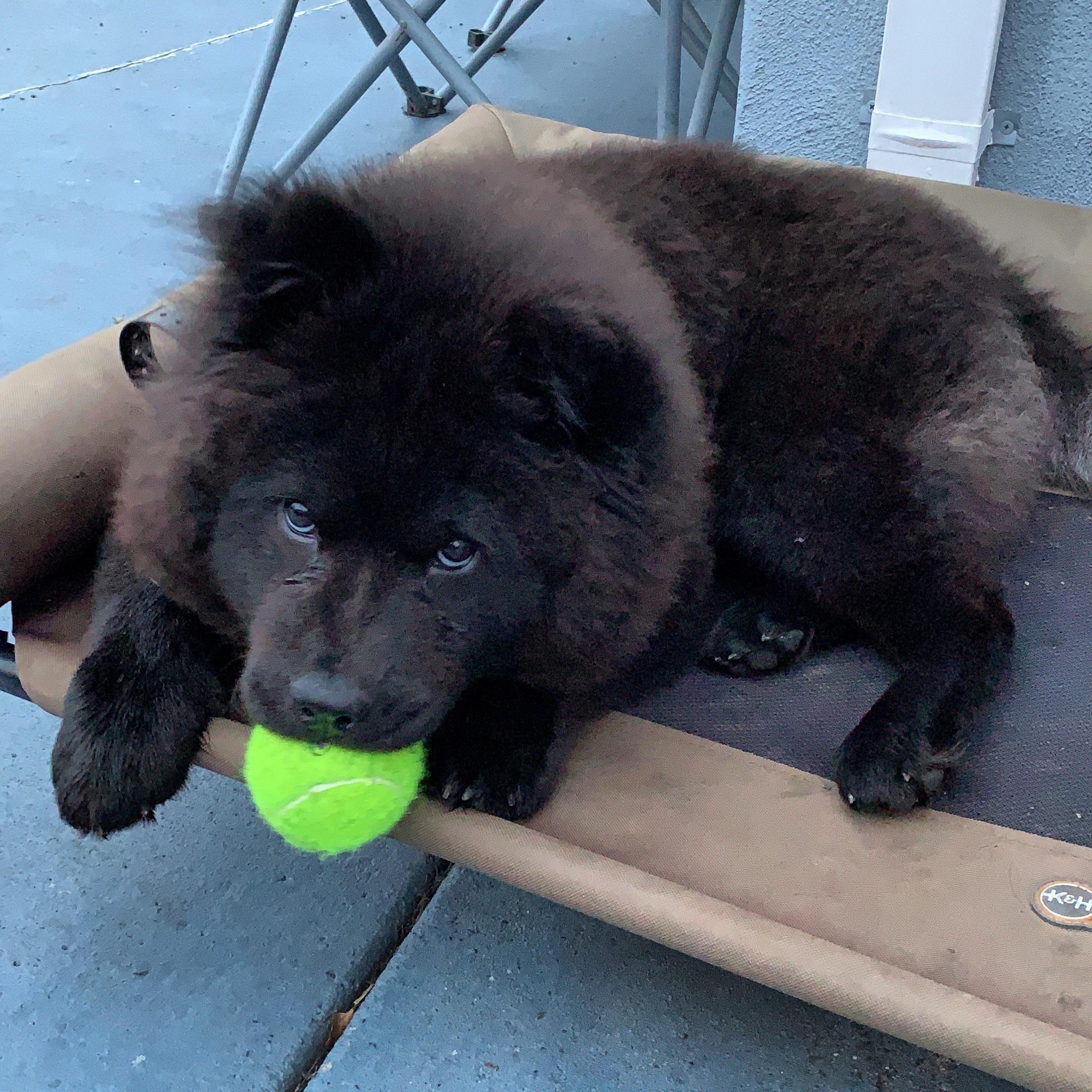 Buffy loves playing fetch! | Scrolller