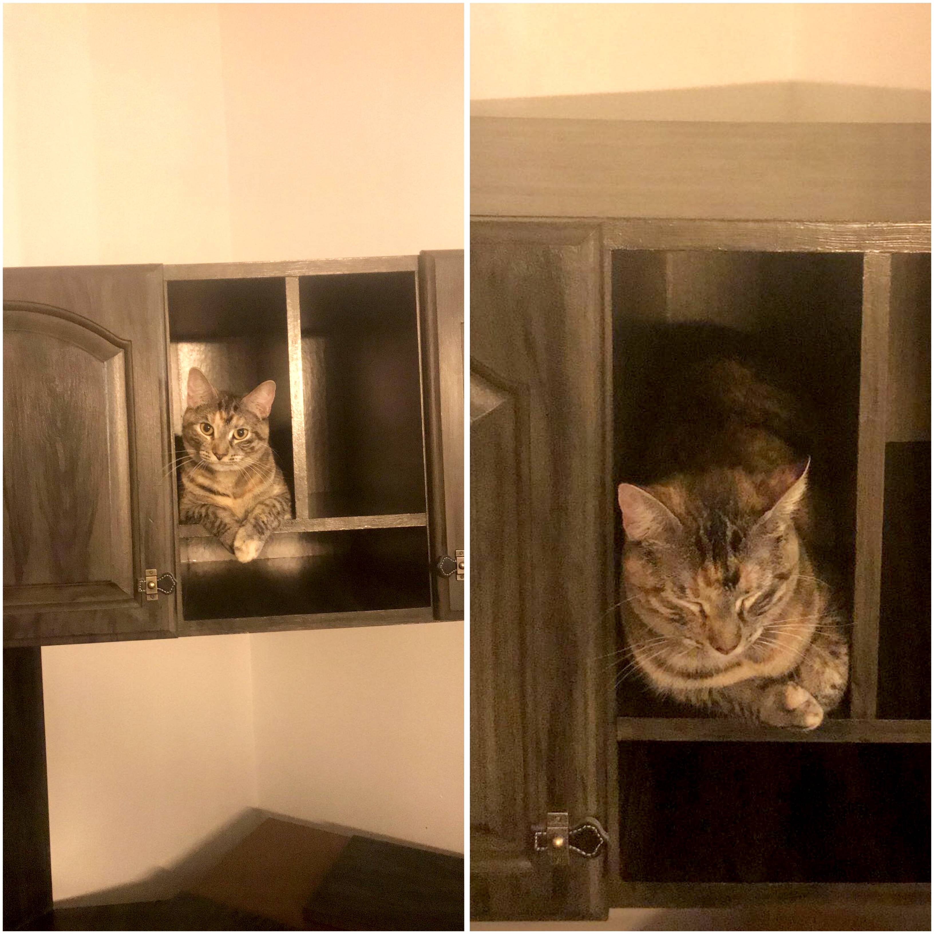 Built in cat trap for her to watch me work at my desk | Scrolller