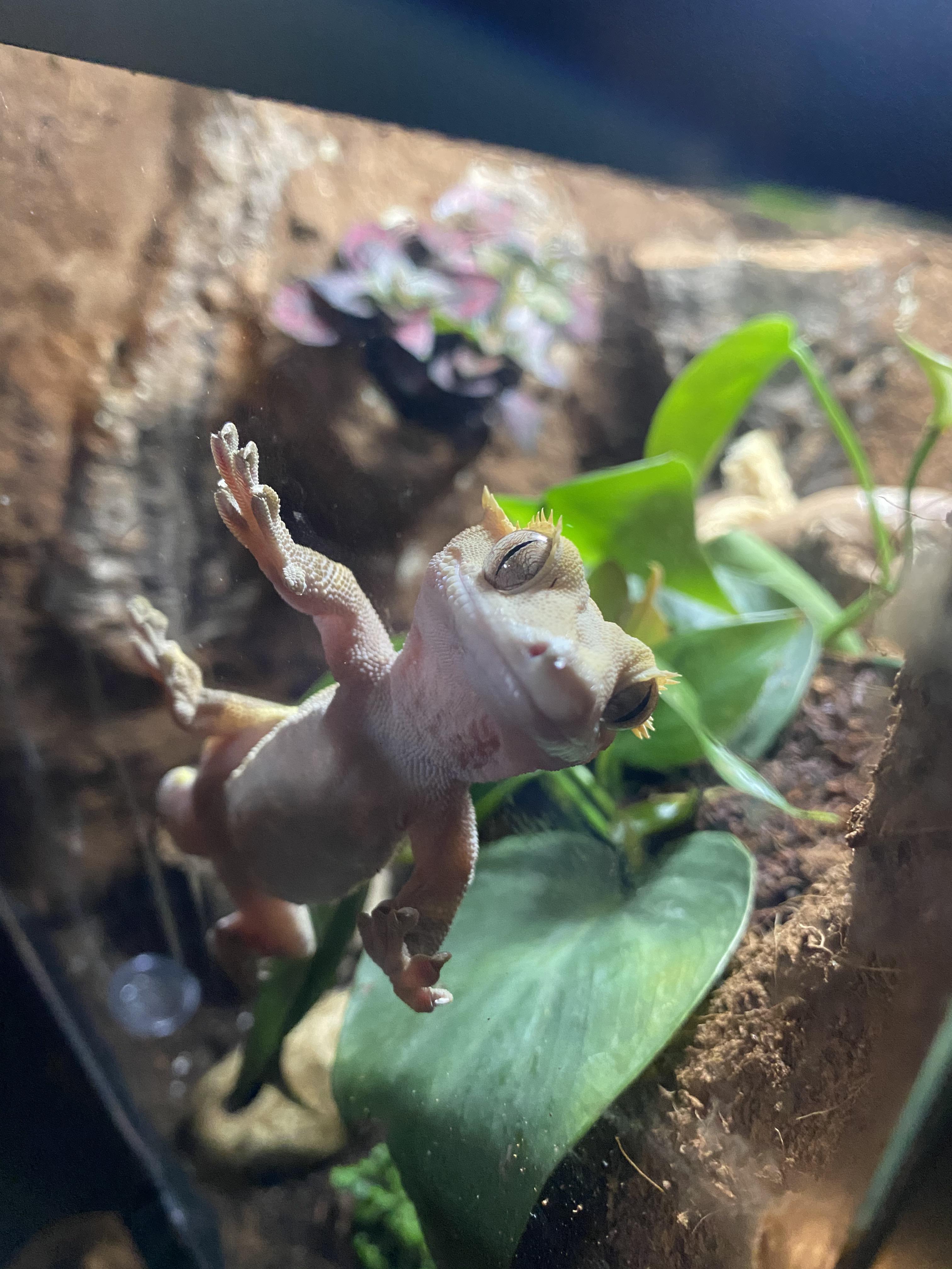 Built my little guy Nargle a bioactive enclosure, seems to be warming up to it nicely! | Scrolller