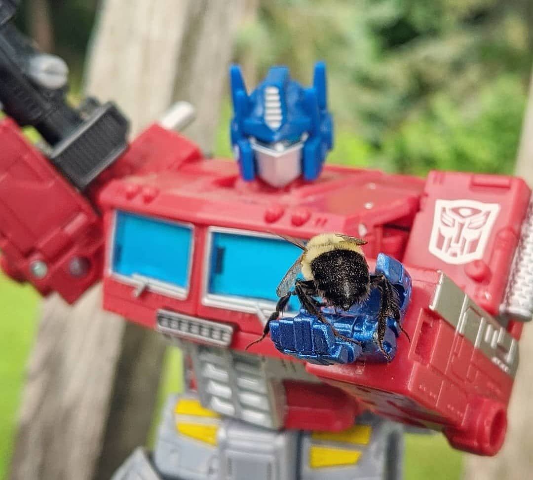 Bumblebee?! | Scrolller