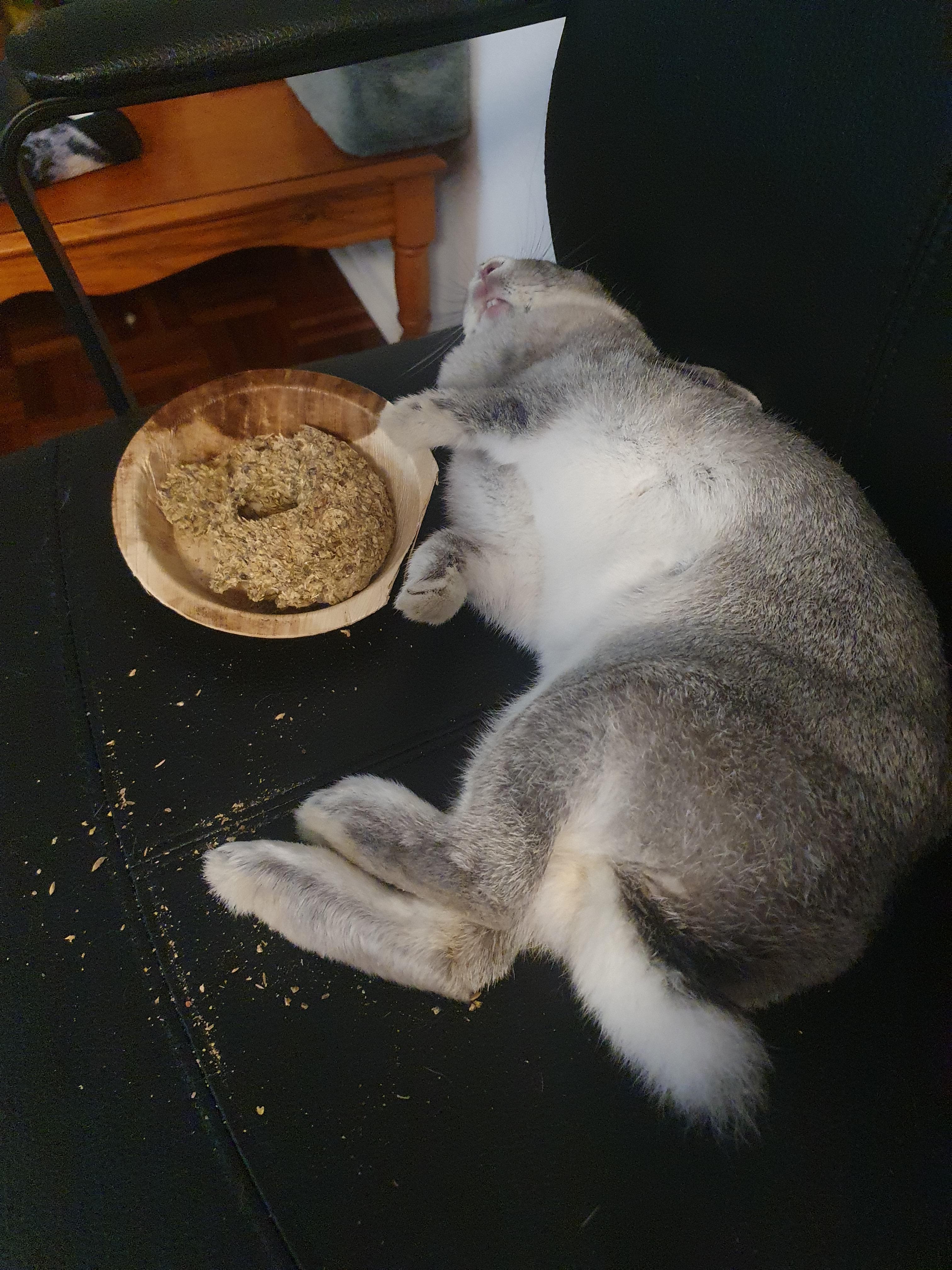 Bunny food coma 🤣 | Scrolller