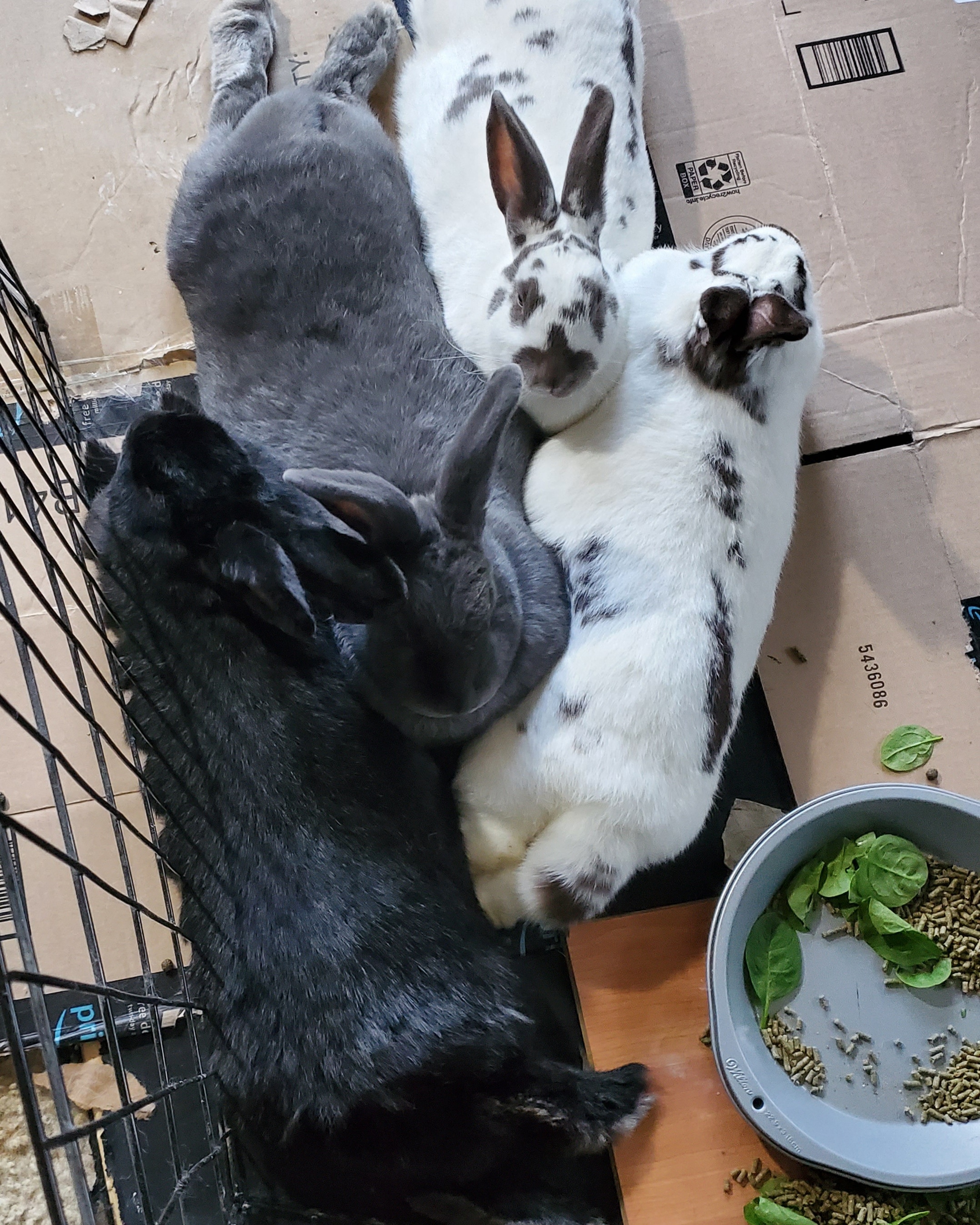 Buns in repose | Scrolller