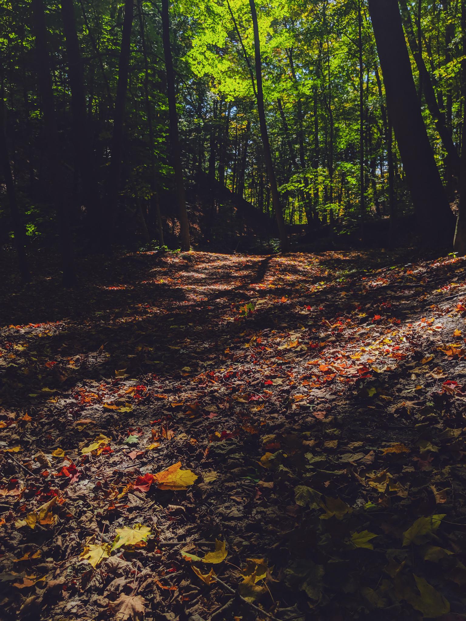 Burnhamthorpe bridge fall love | Scrolller