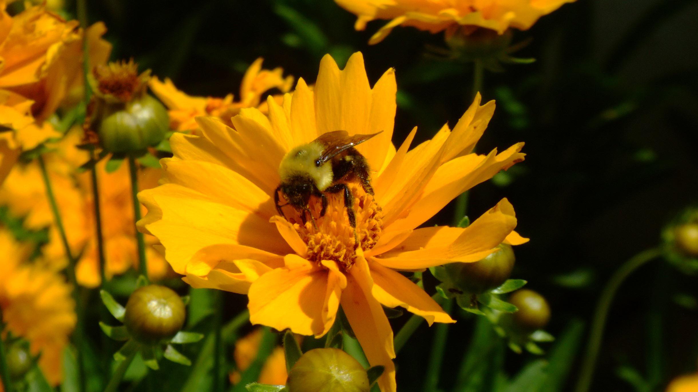 Busy Bee | Scrolller