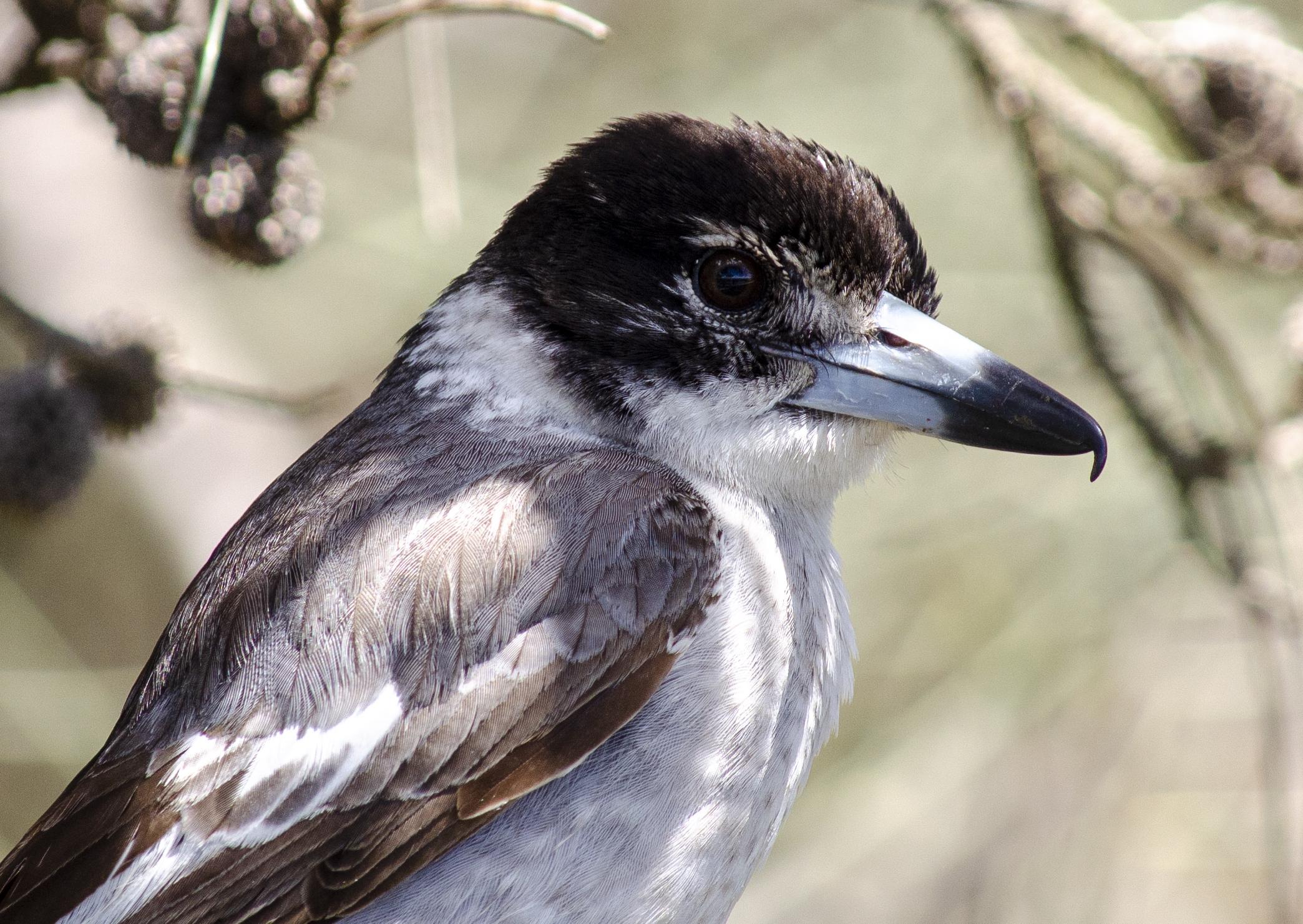 Butcher Bird. | Scrolller