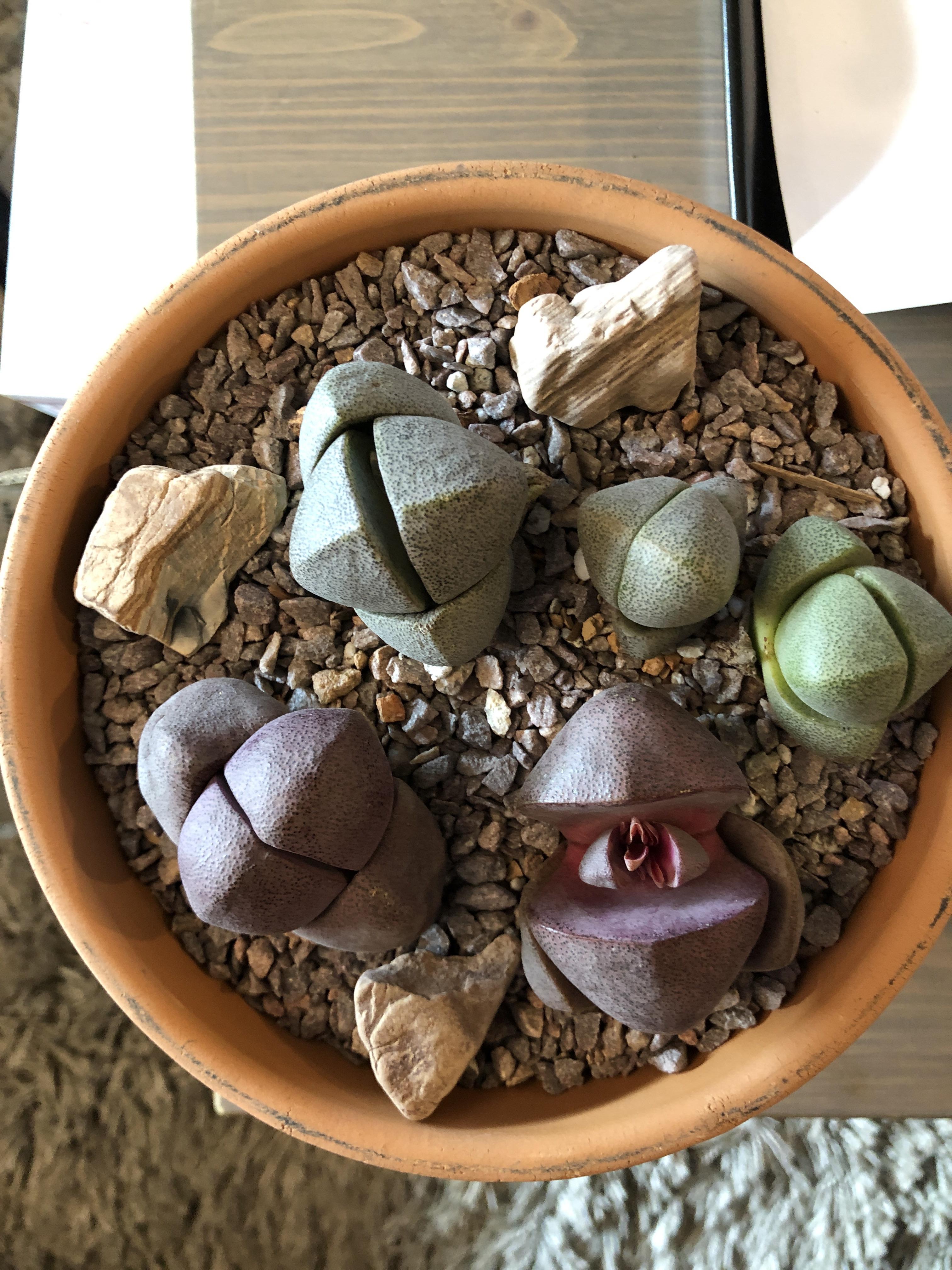 Butt’s big brothers got potted up. | Scrolller