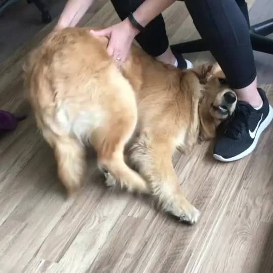 Butt scratches make dog go full derp. | Scrolller