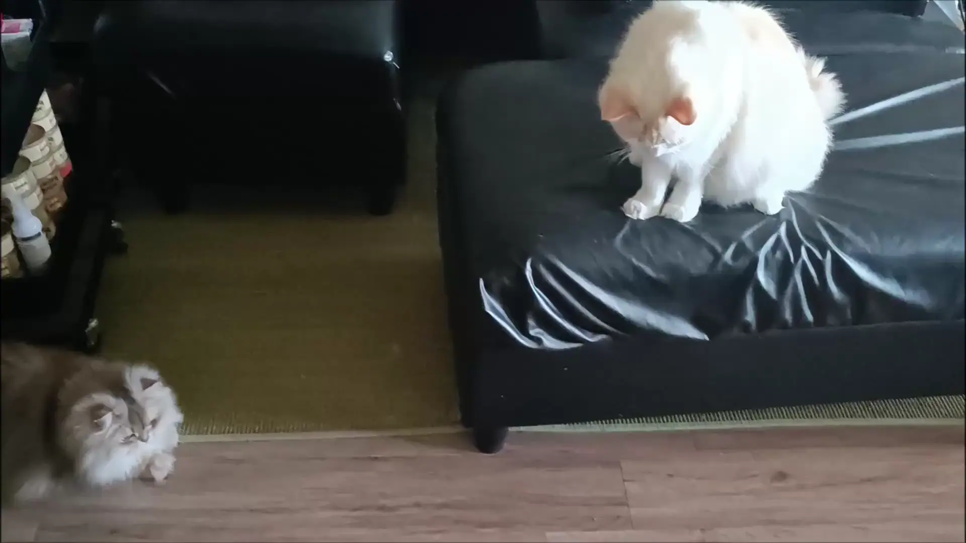 Butt wiggles are the key to success | Scrolller