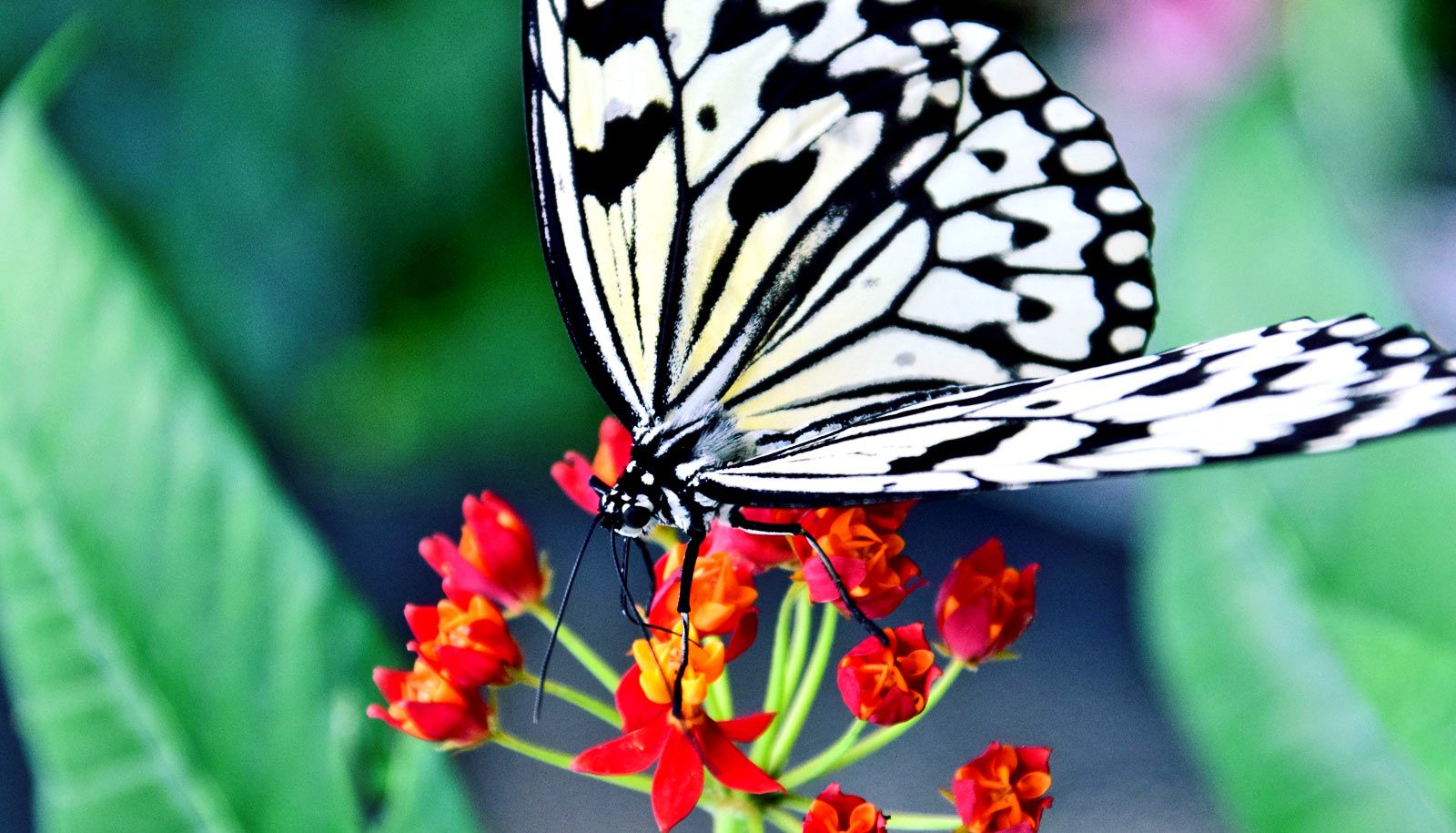 Butterflies are pretty to see, but hard to catch | Scrolller