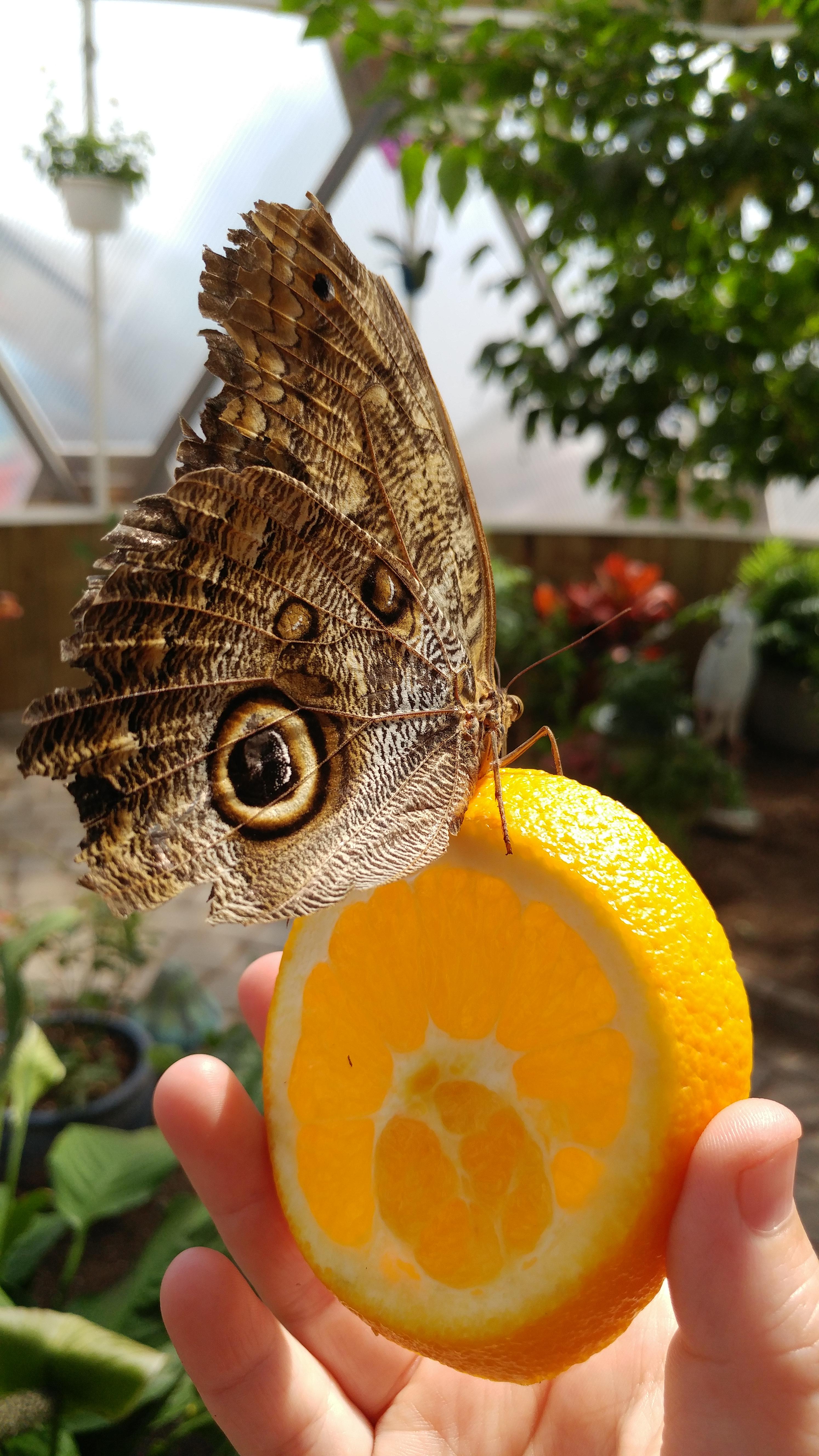 Butterfly | Scrolller