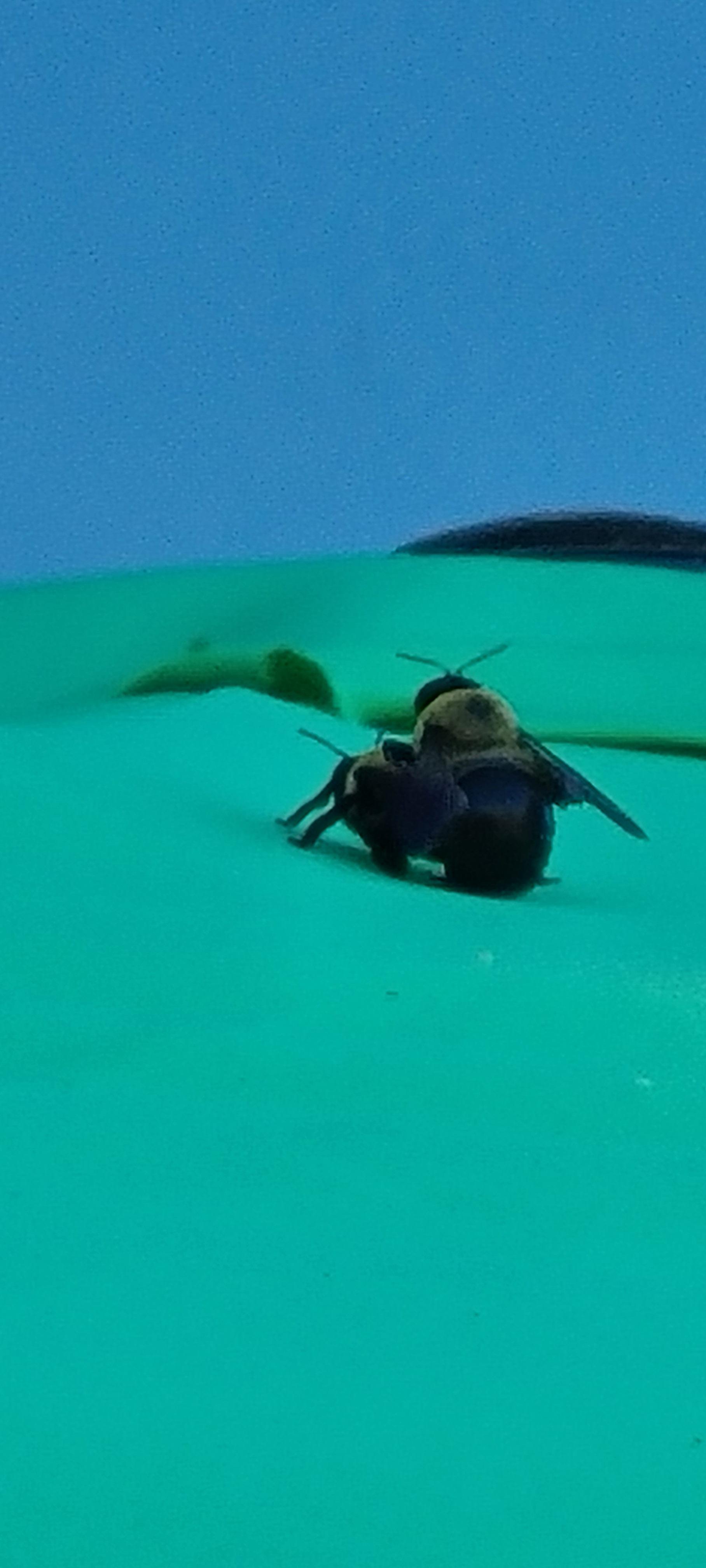 Buzz Chicka Buzz Buzz | Scrolller