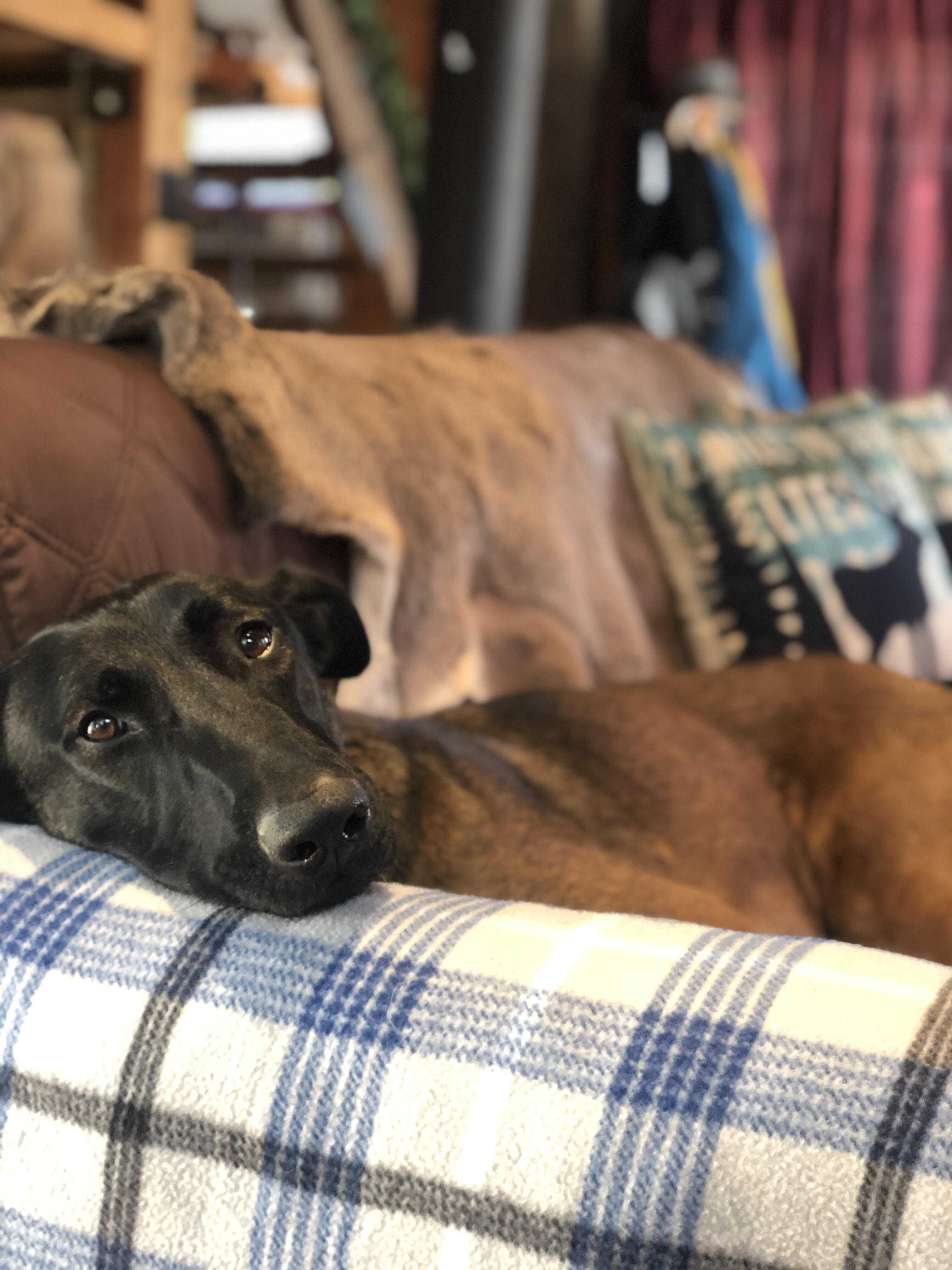 Cabin life is ruff | Scrolller