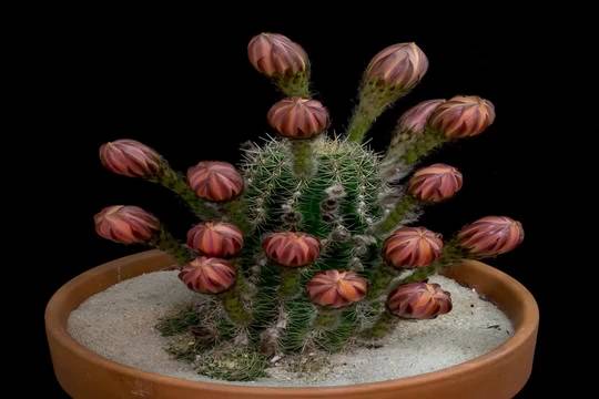 Cactus blooming | Scrolller