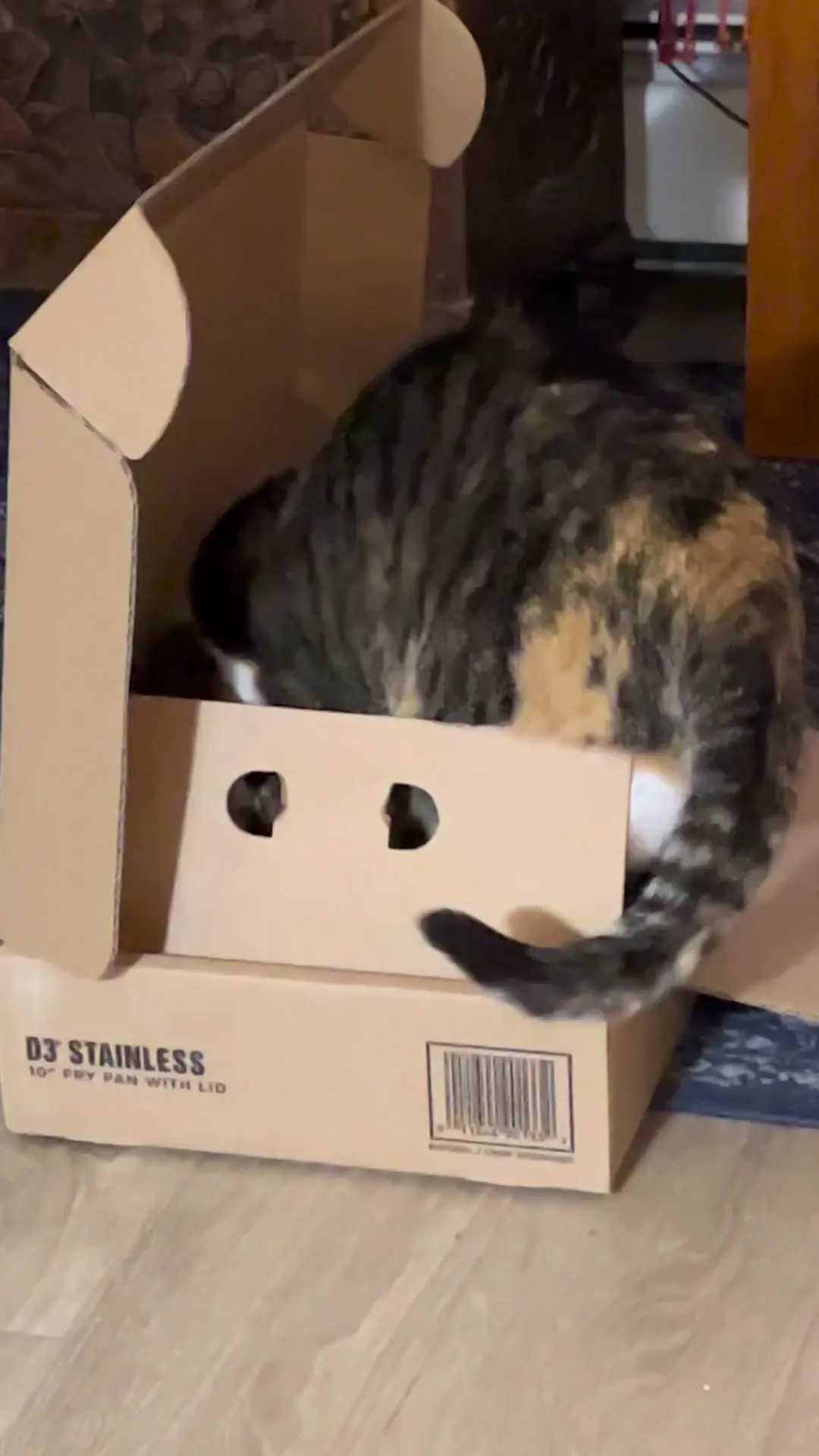 Calico cat offers an opinion. | Scrolller