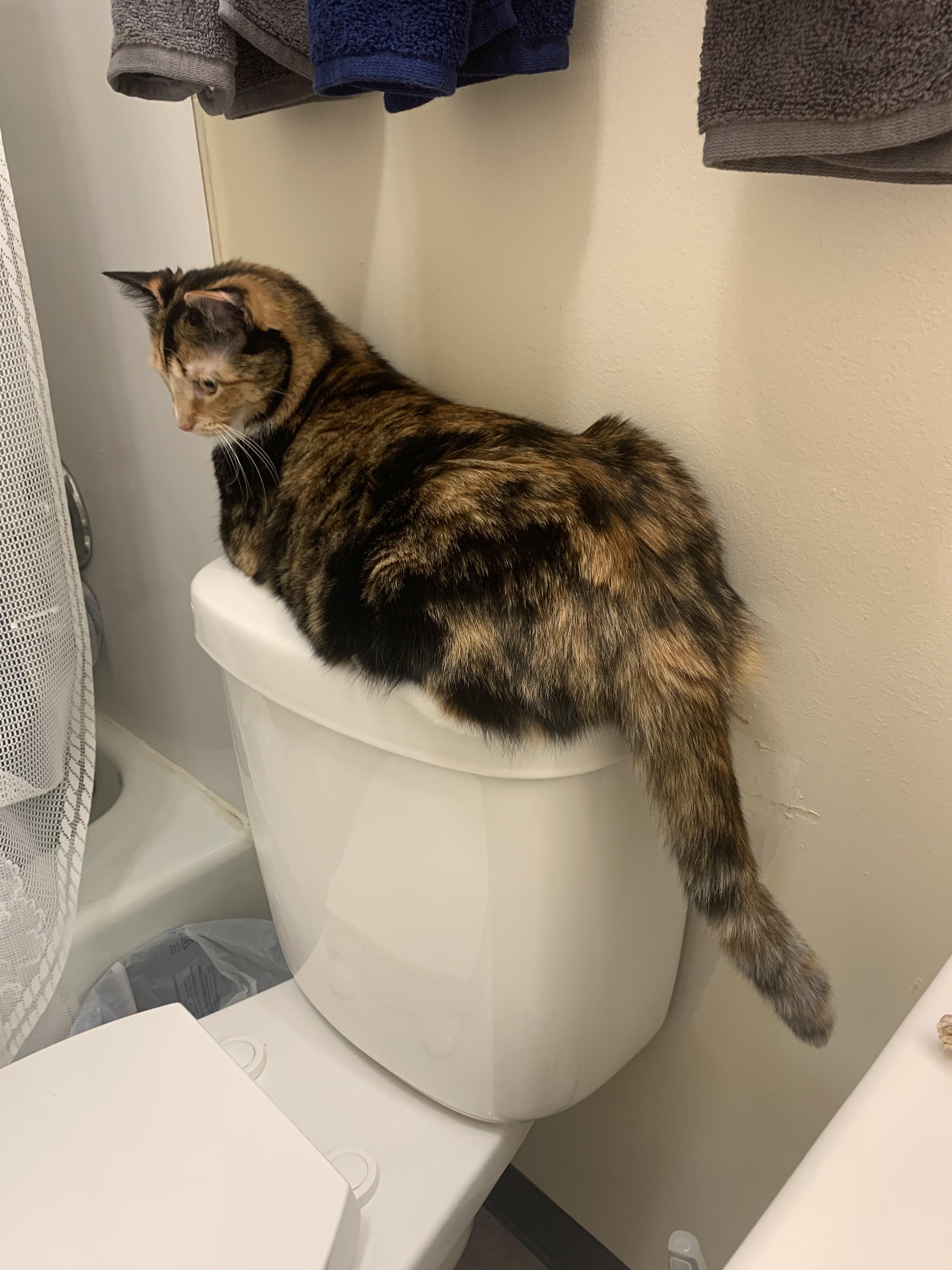 Calico Loaf | Scrolller