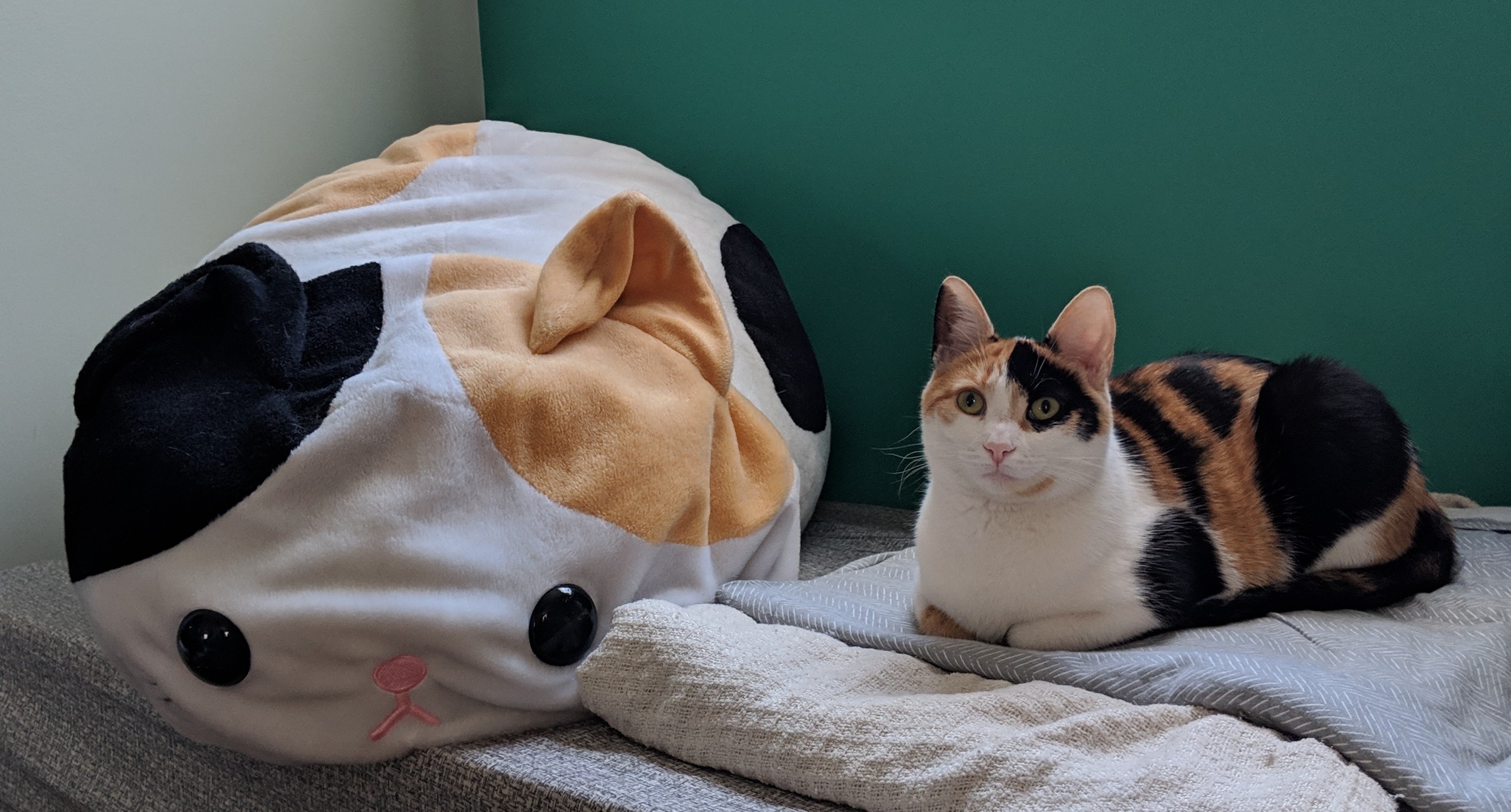 Calico marble loaf | Scrolller