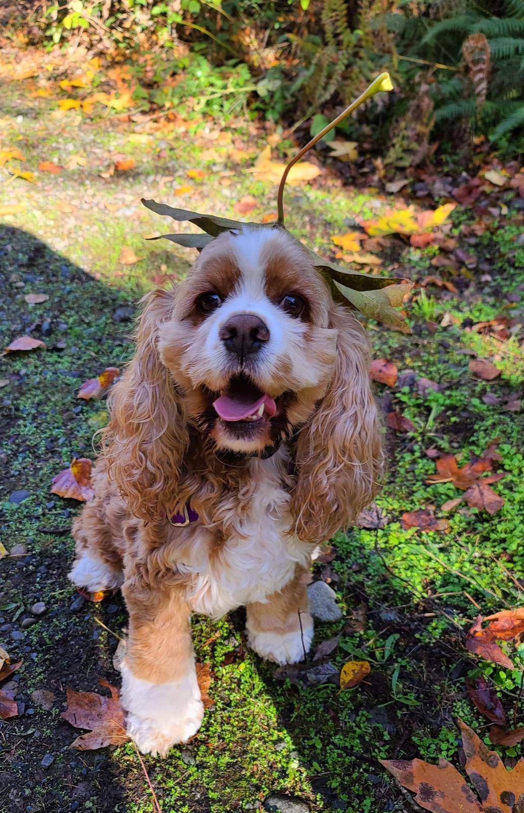 Came across a fluffy, forest sprite. | Scrolller