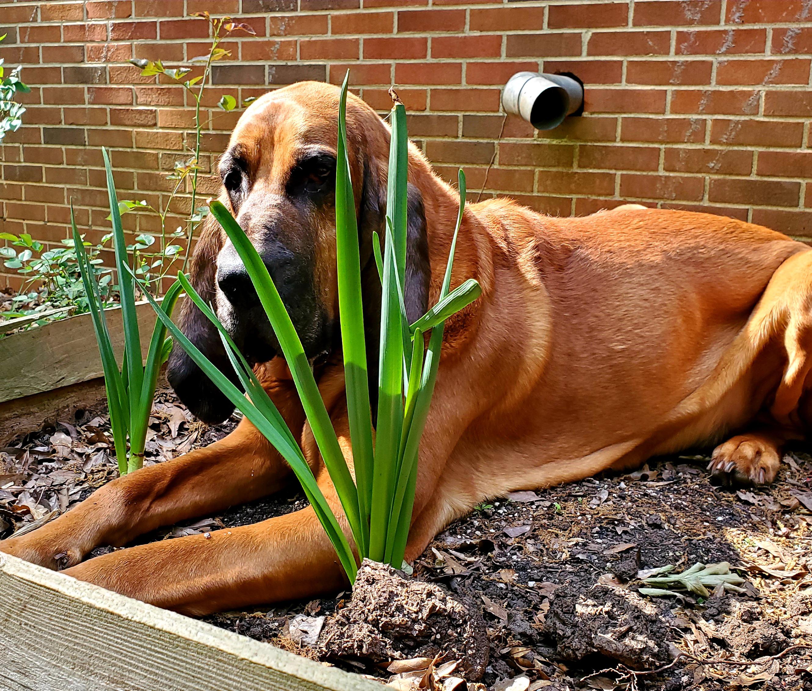 Camouflaged. | Scrolller