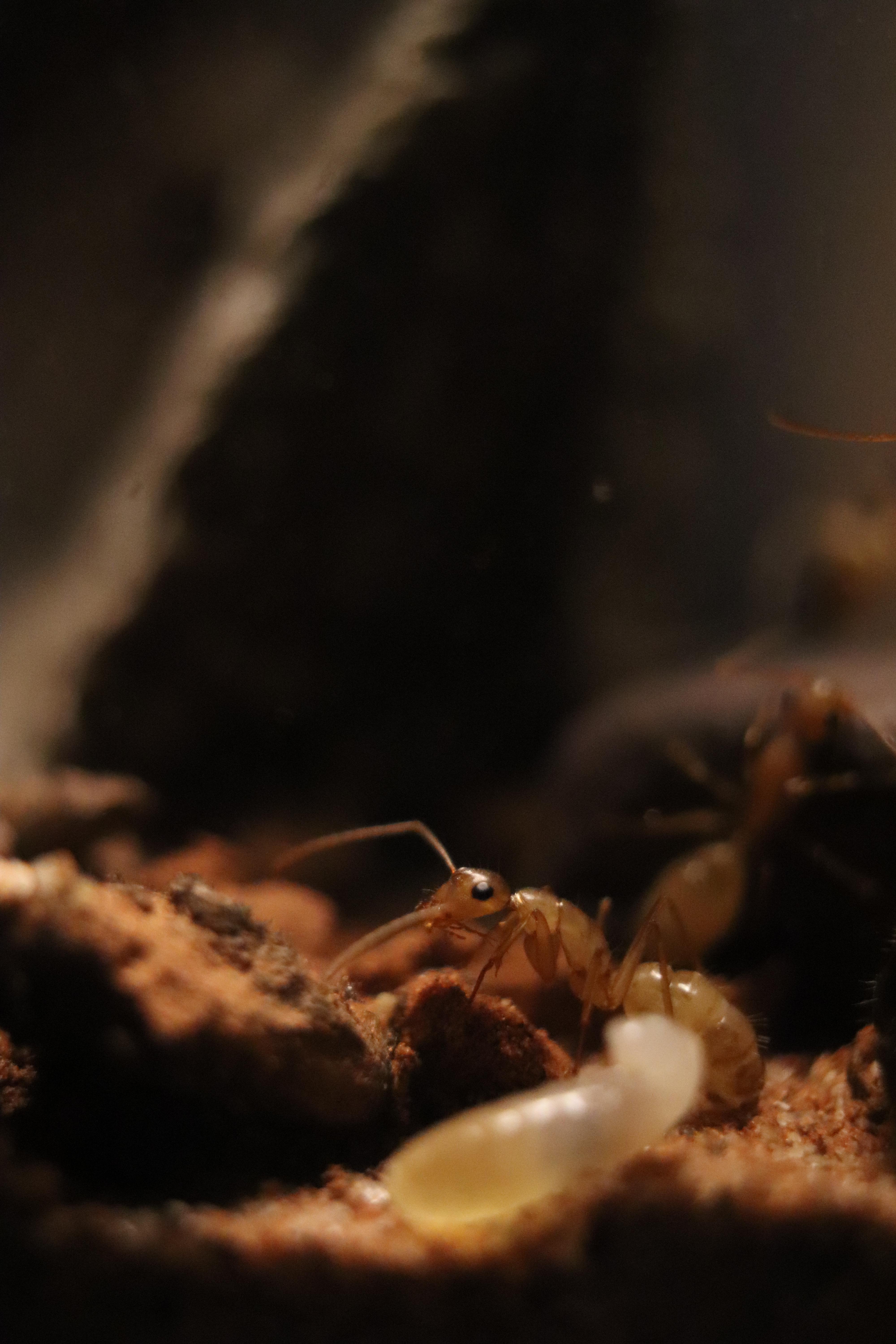 Camponotus worker guarding a larva | Scrolller