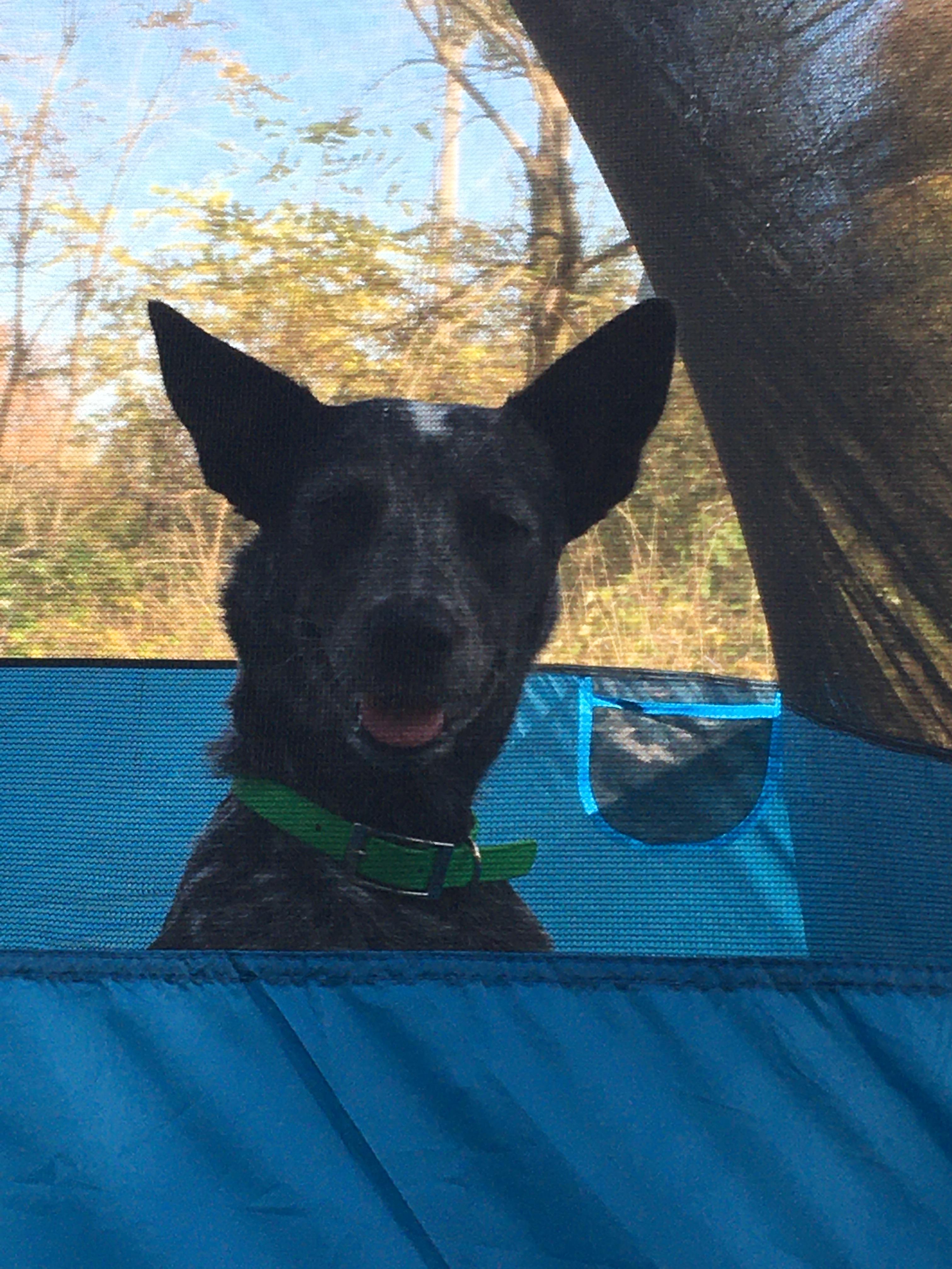 Campsite greeter | Scrolller