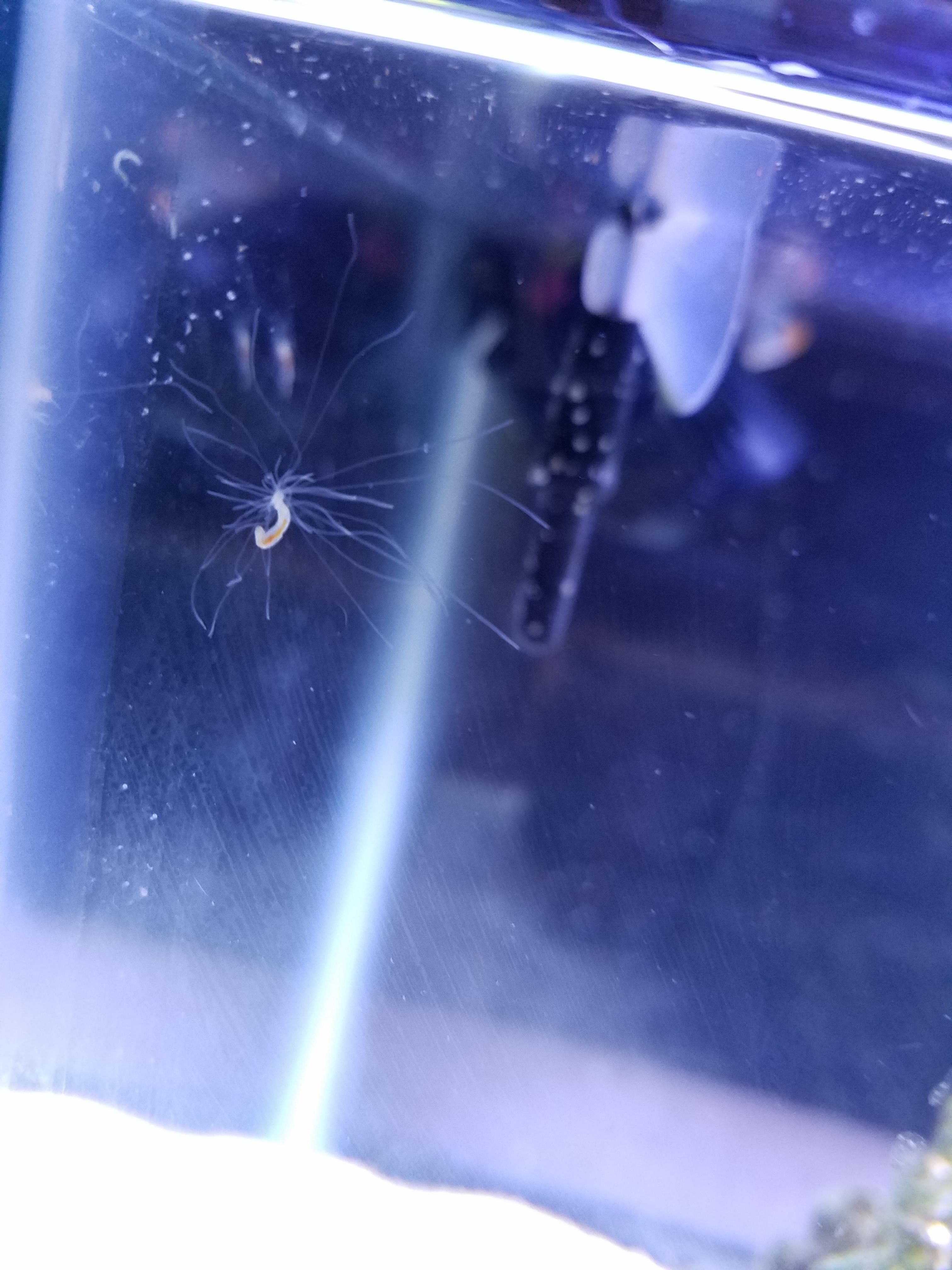 Can anyone help me identify this creature in my tank? | Scrolller