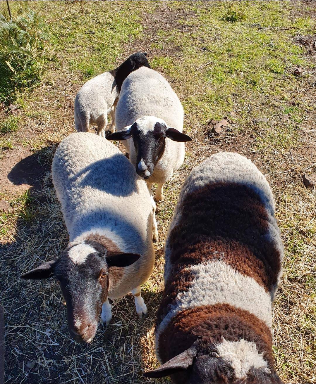 Can anyone Identify these Sheep? Dorper perhaps?? Tia | Scrolller