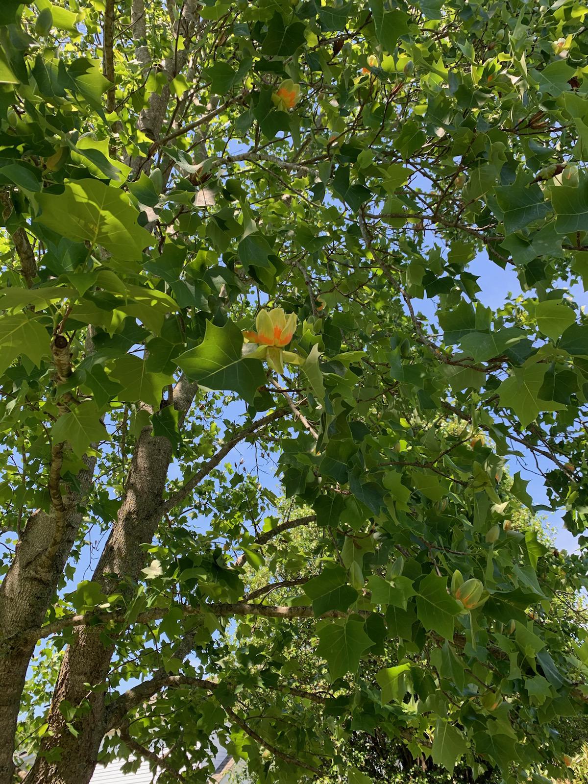 Can anyone identify this tree based on its flowers? | Scrolller