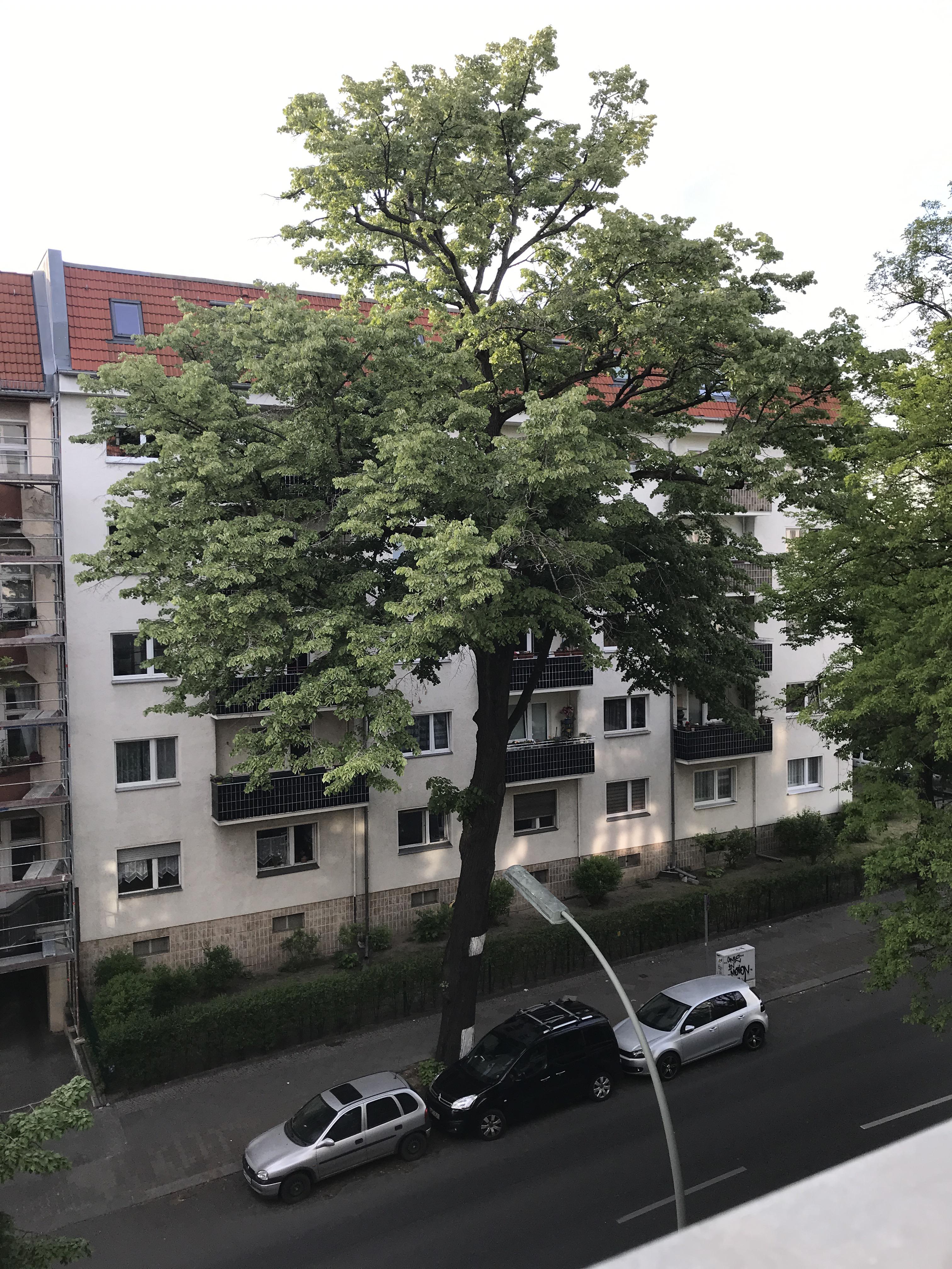 Can anyone please identify this tree for me? | Scrolller