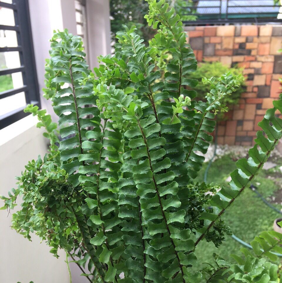 Can someone help ID this fern? | Scrolller