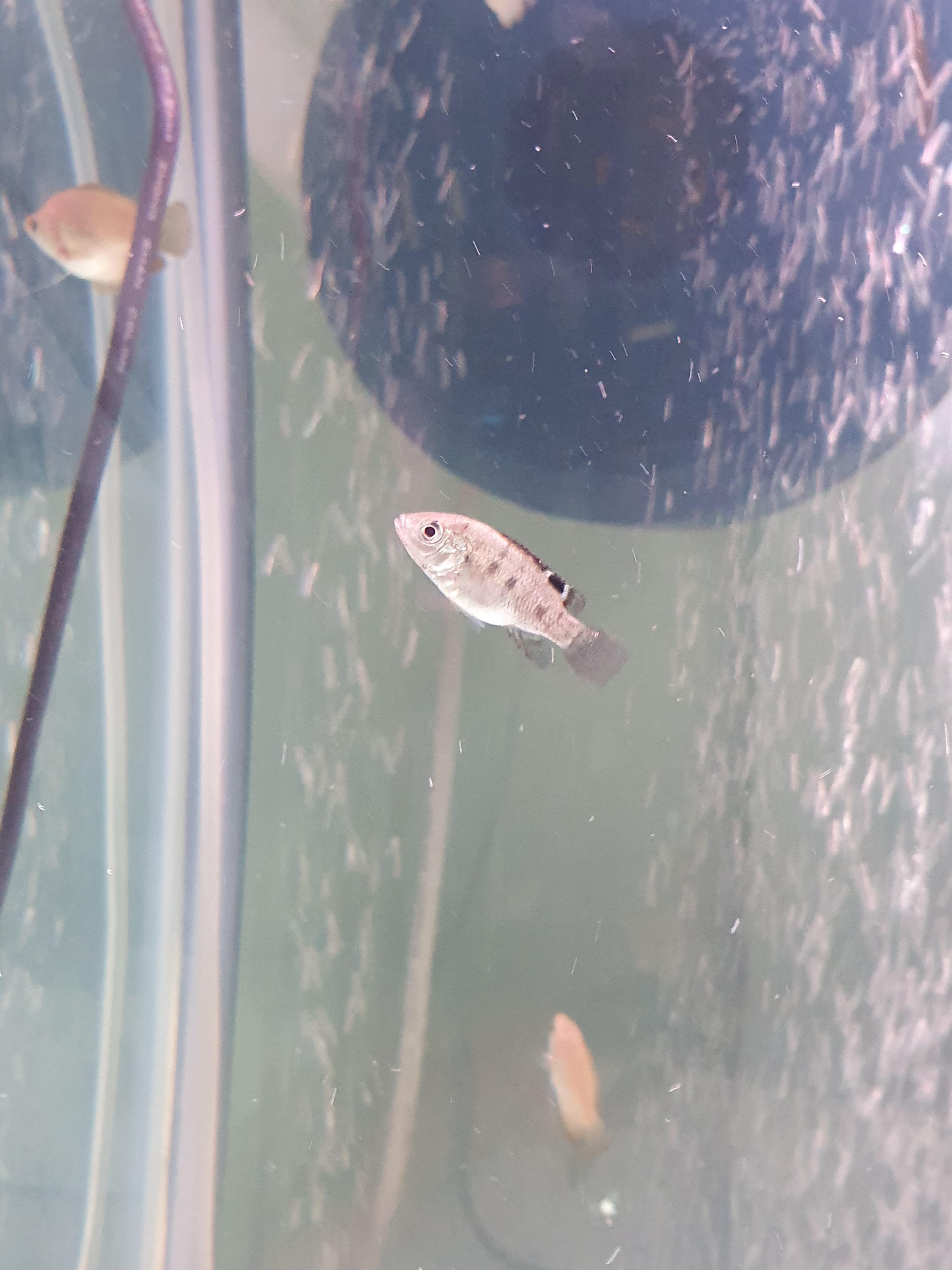 Can someone help me identify this fish? | Scrolller