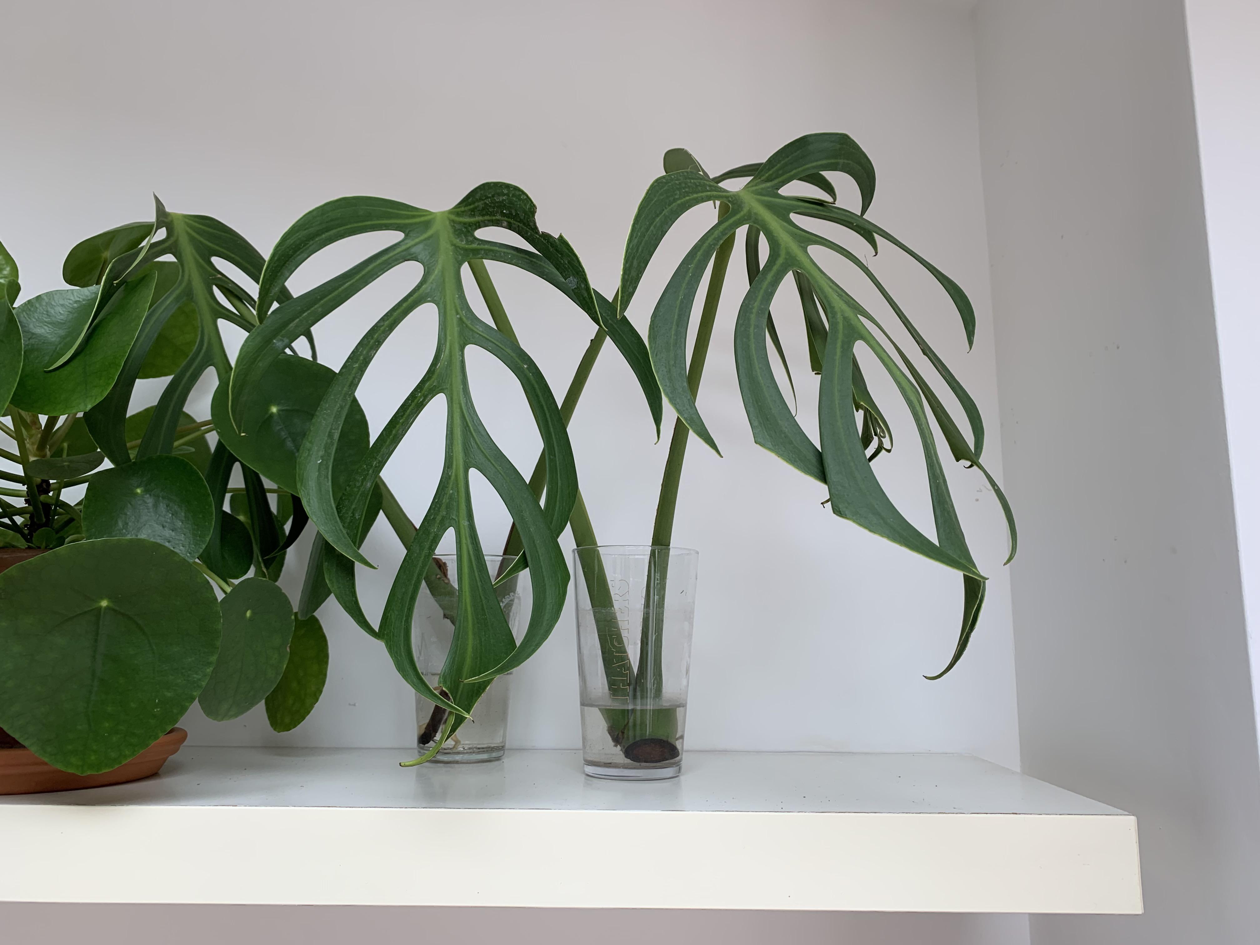 Can someone help me identify this plant? Got a cutting when on Holiday, but can’t find out what ...