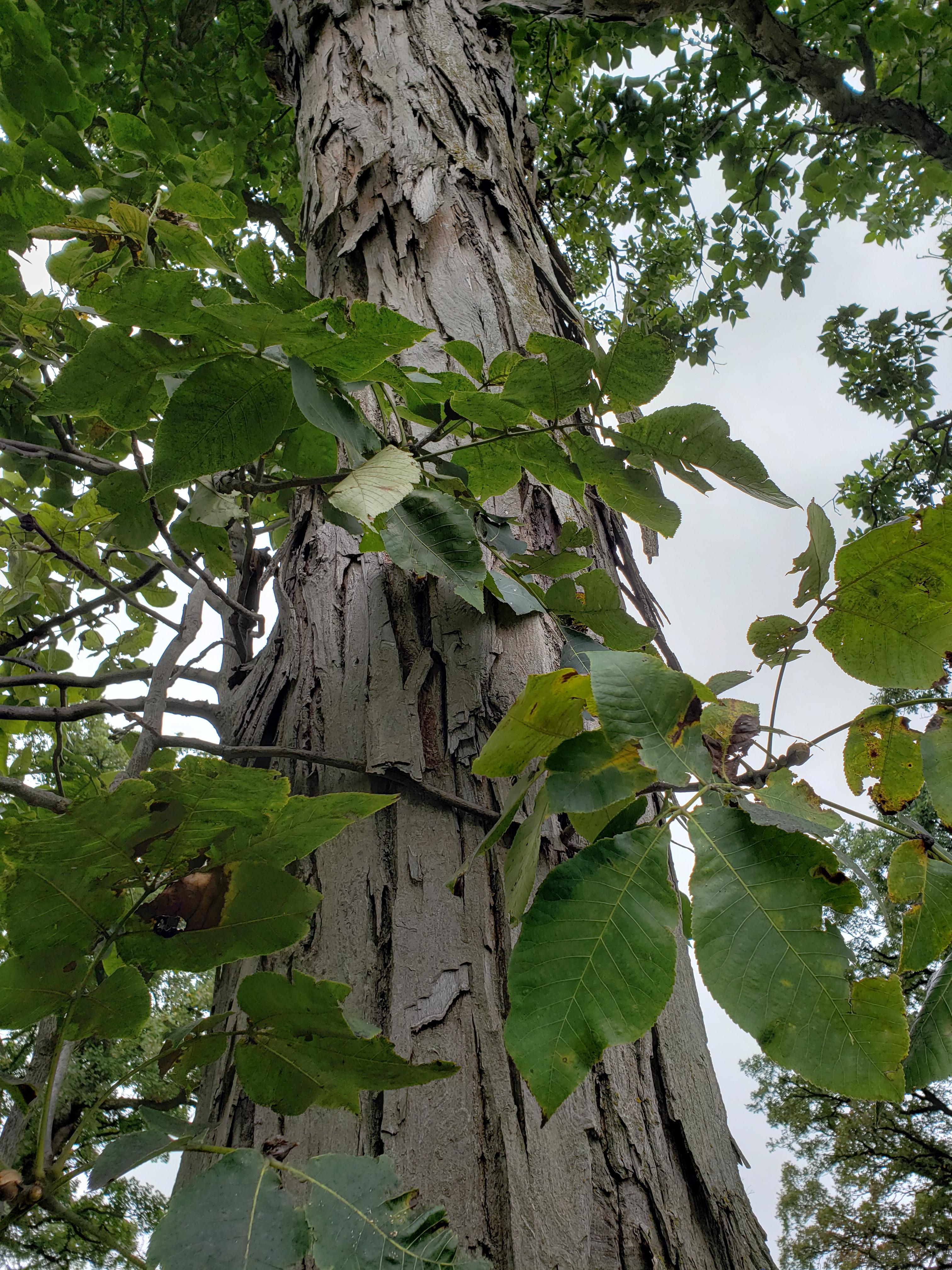 Can someone help me identify this tree? It drops walnut size nuts that pop open when they hit ...