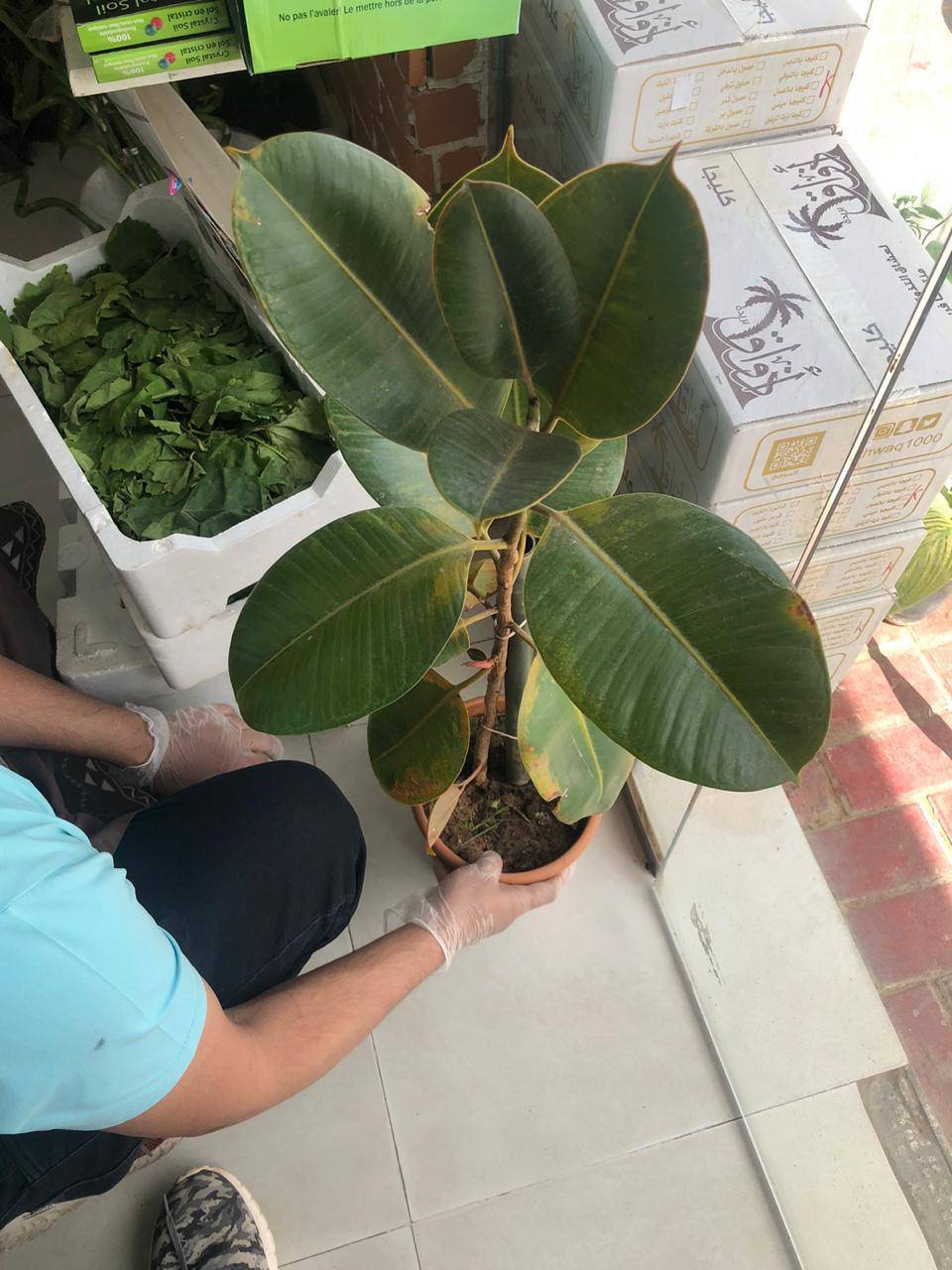 Can someone please identify the name of this plant? | Scrolller